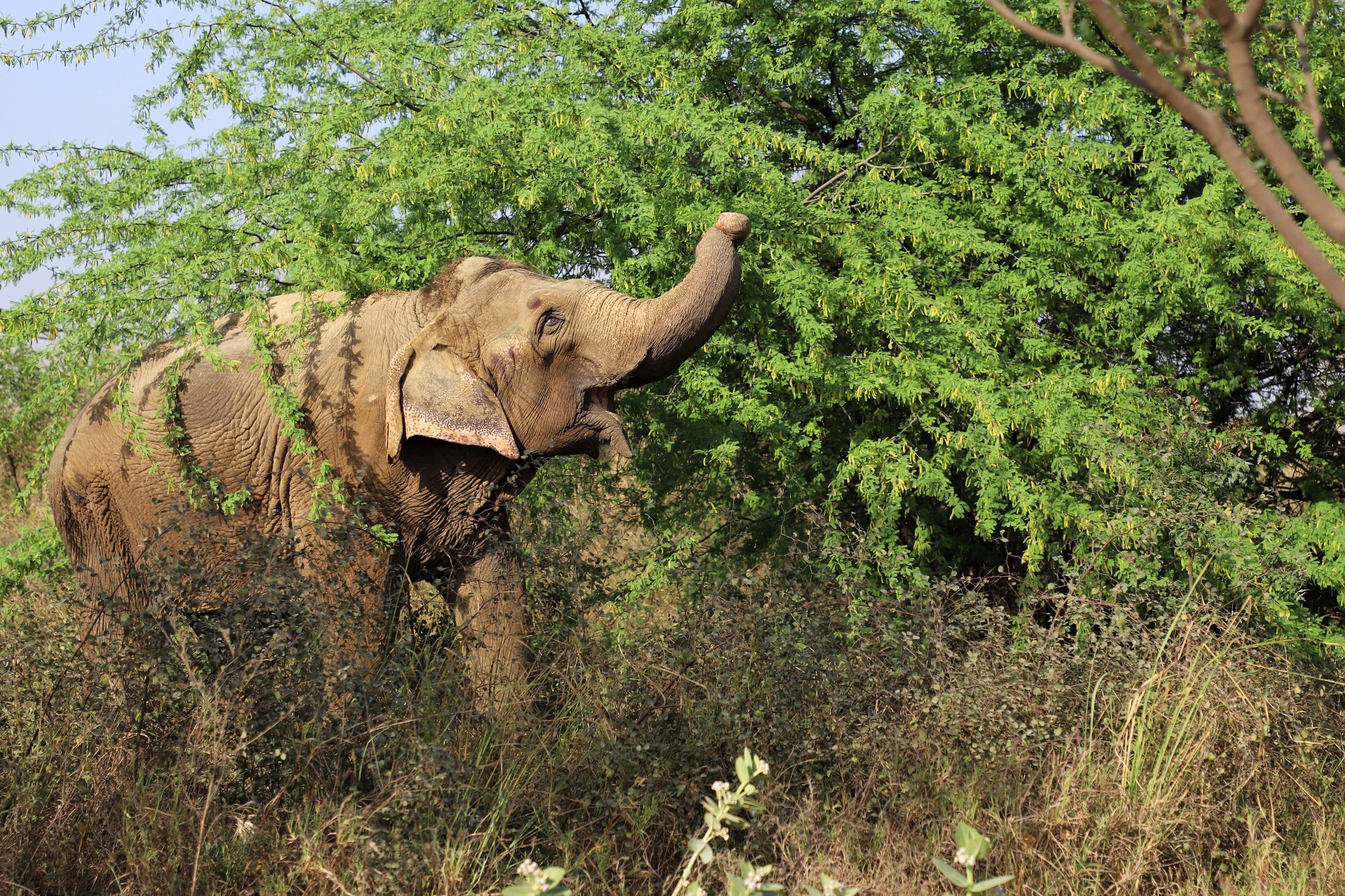 Elephant Of The Month - Ginger - Wildlife SOS