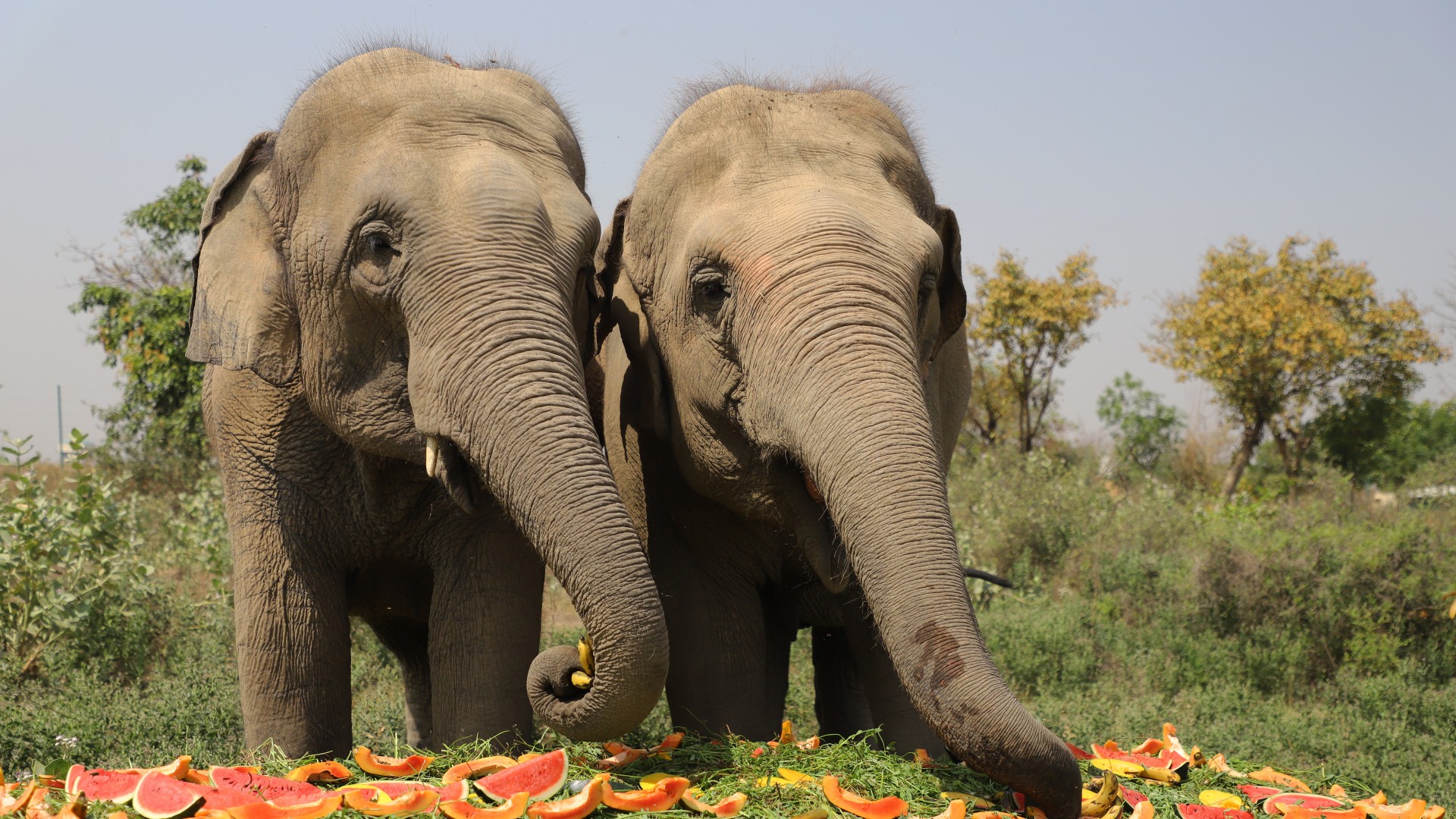 Exploring The Exquisite Diet Of Asian Elephants In The Wild - Wildlife SOS