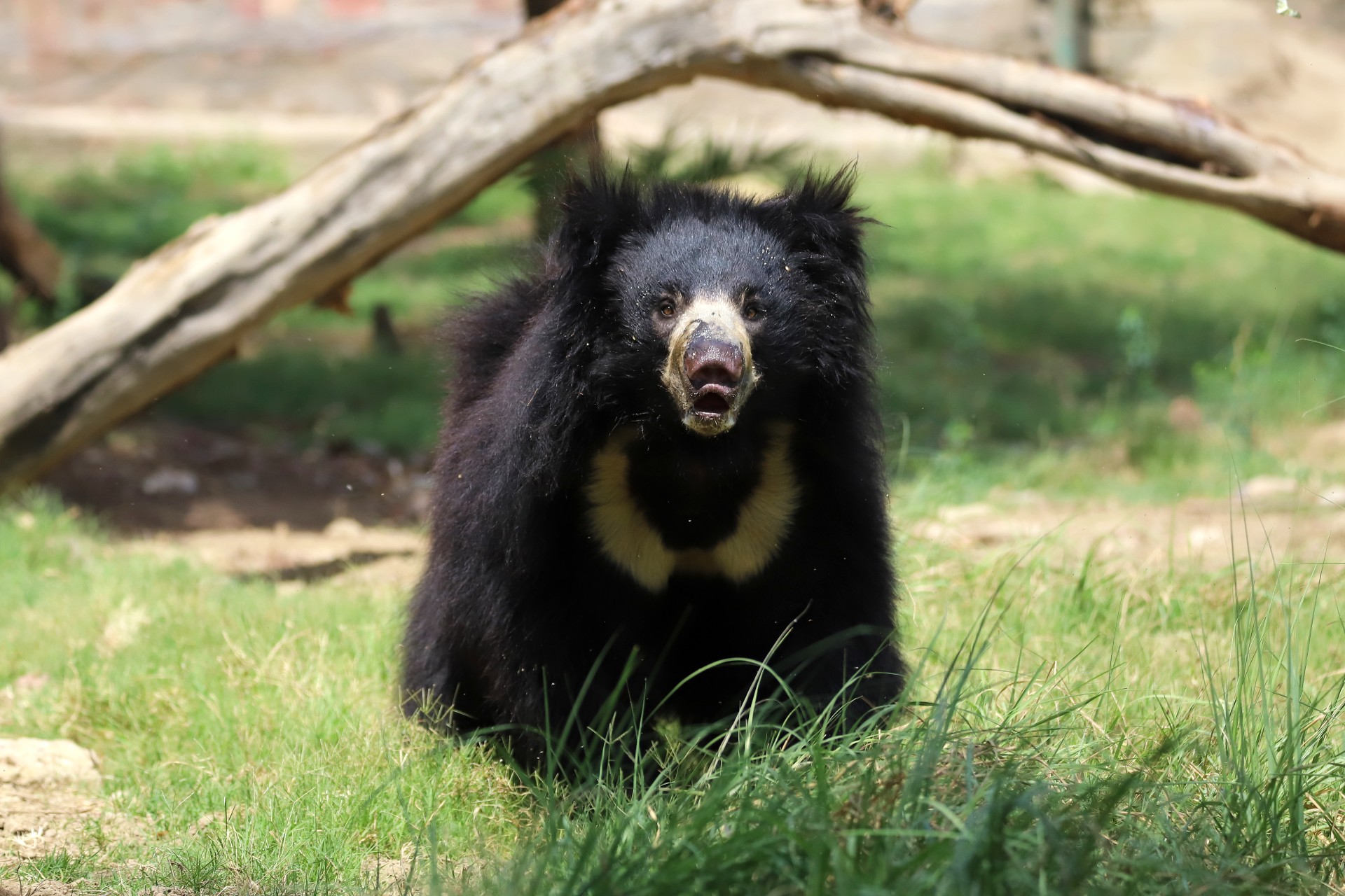 Understanding Sloth Bear Attacks - Wildlife SOS