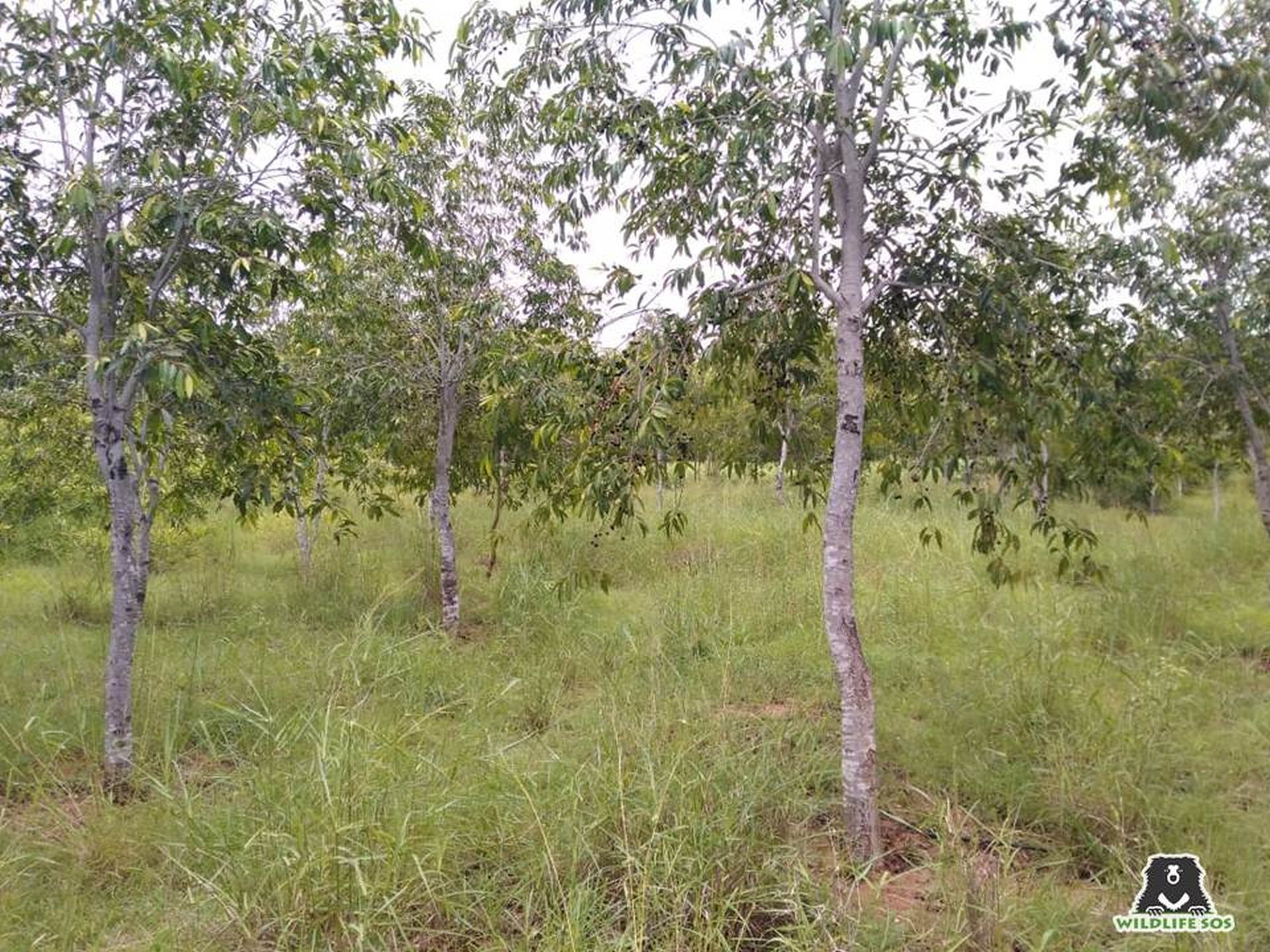 Updates from the field: Ramdurga - Wildlife SOS