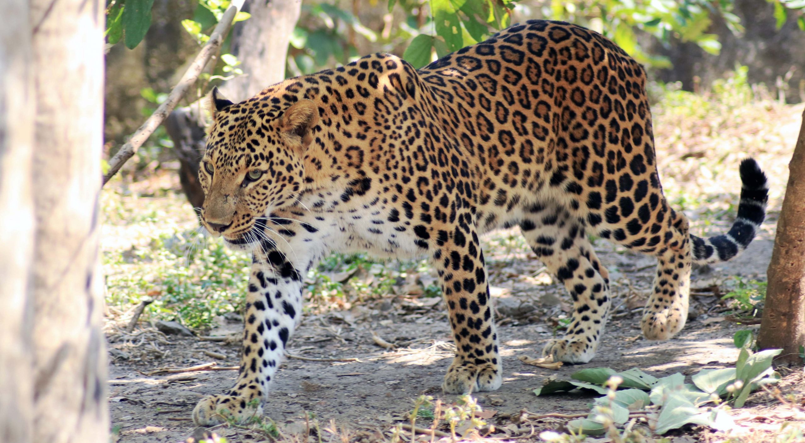 Sundari Celebrates Her Fifth Rescueversary! - Wildlife SOS