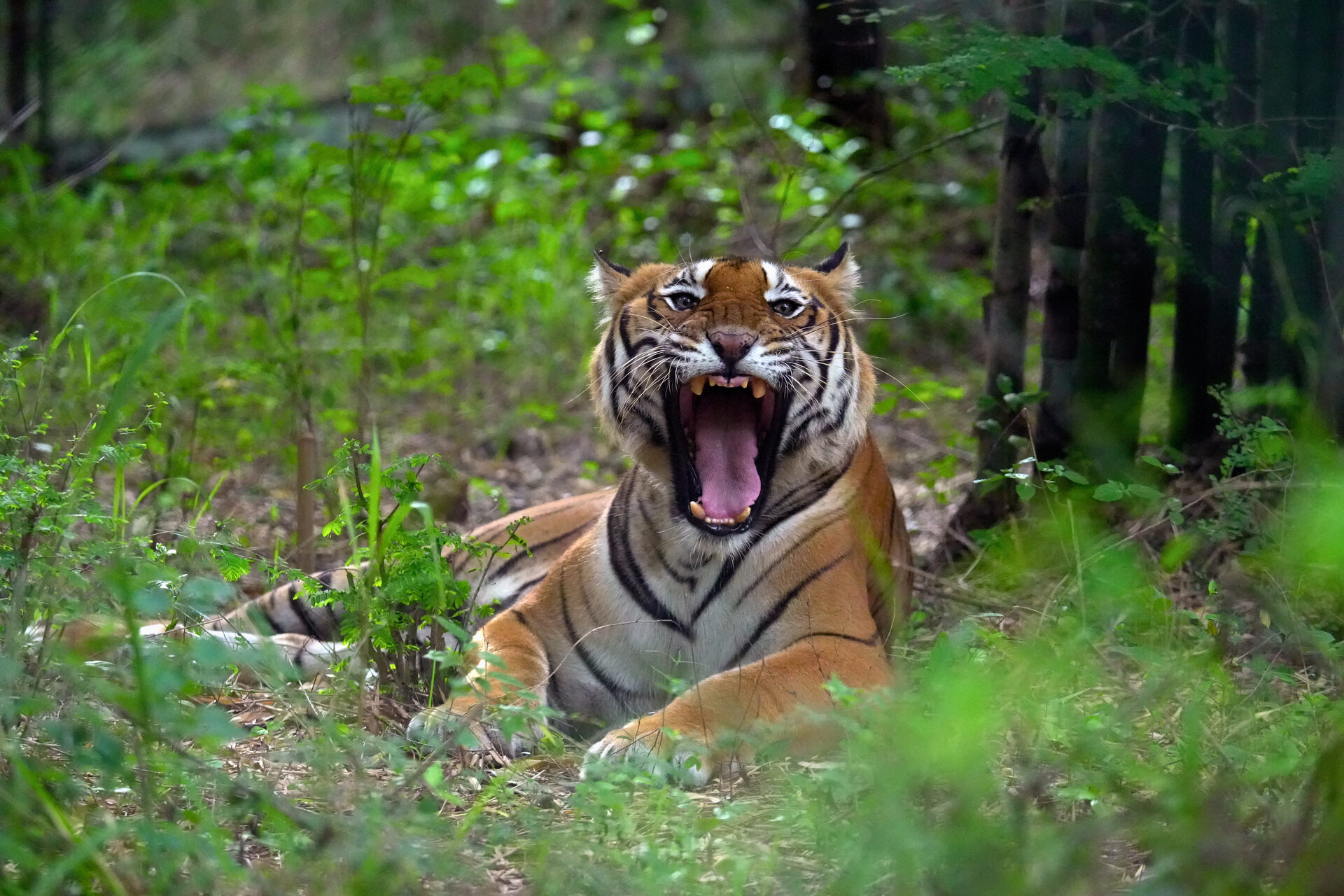 The Science Of Animal Communication - Wildlife SOS