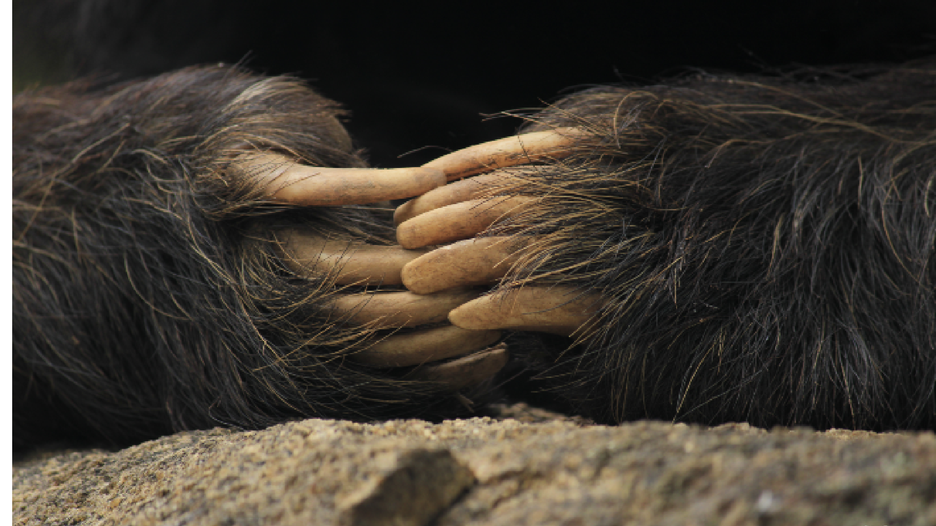 The Unique Claws of Sloth Bears - Wildlife SOS