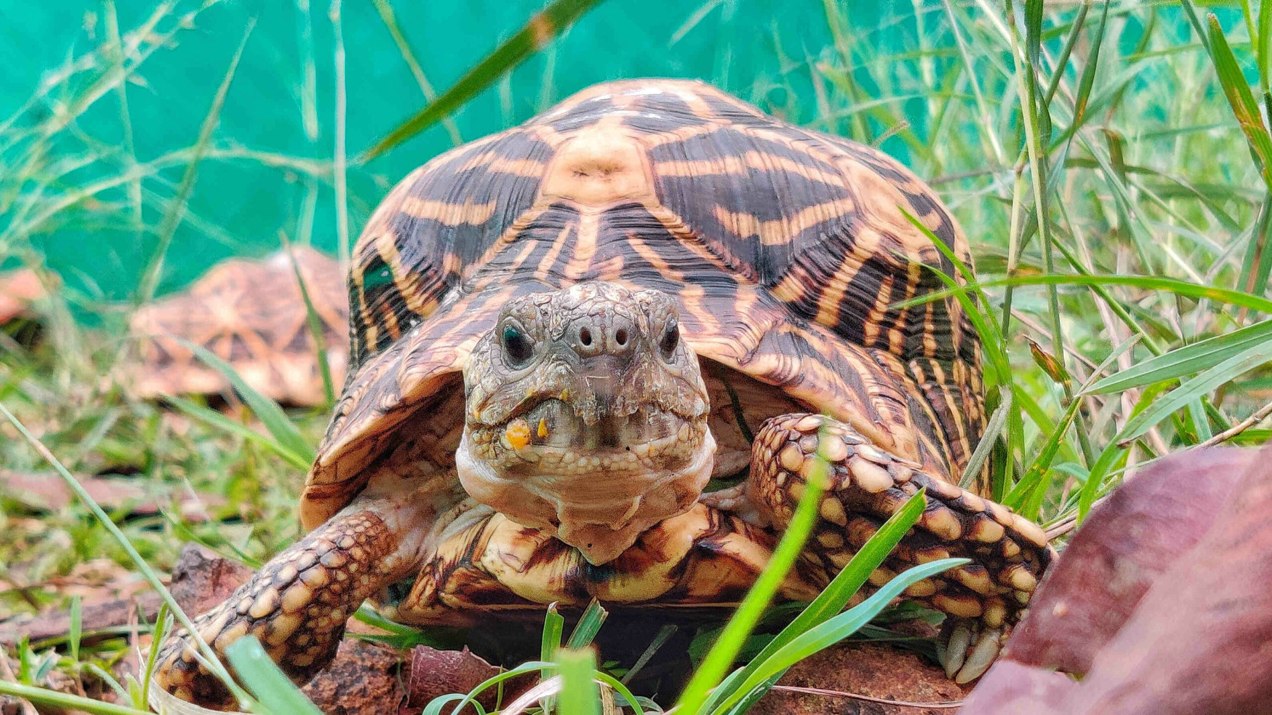 Beyond Claws & Teeth: 6 Unusual Animal Defence Mechanisms - Wildlife SOS