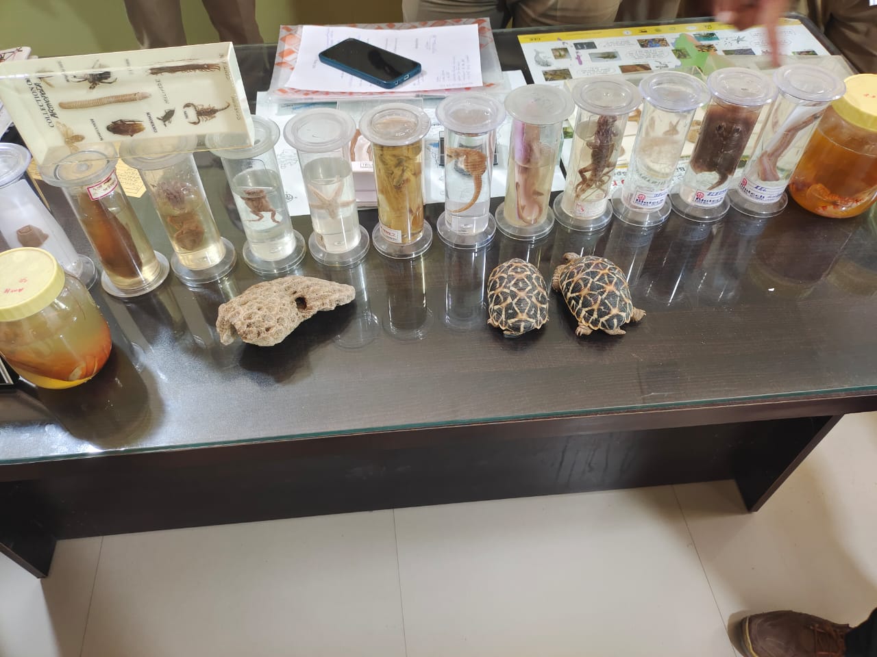 Anti-Poaching Raids Save 6 Indian Star Tortoises, 23 Aquatic Species ...