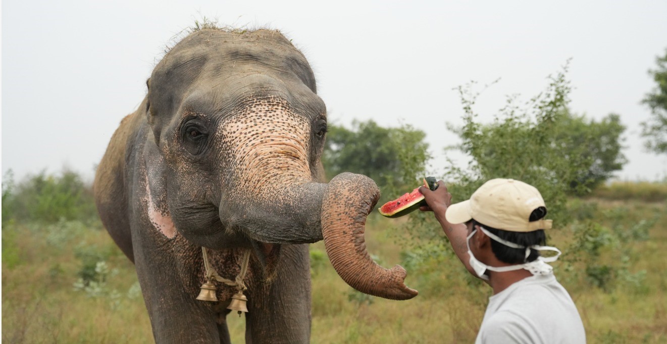 Welcome Rama, The Newest Pachyderm At EHC - Wildlife SOS