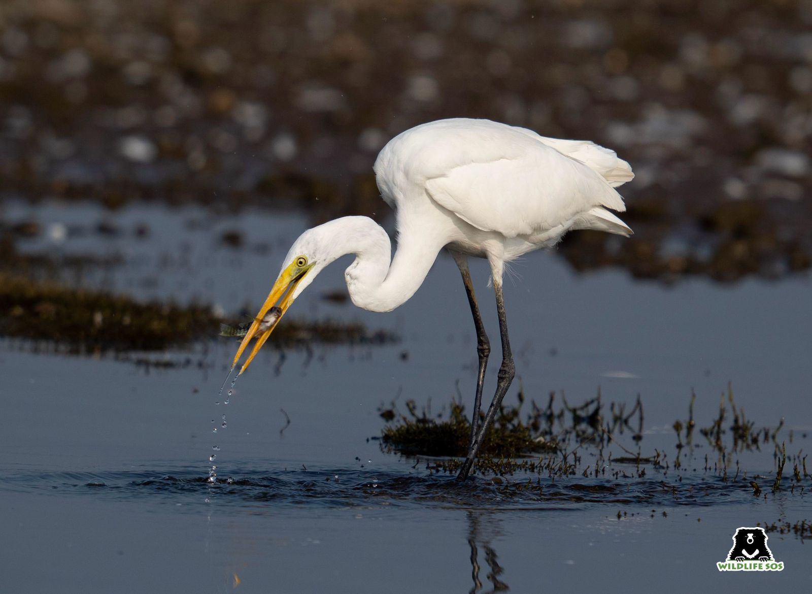 Exploring The Fascinating Taste Buds Of Animals - Wildlife SOS