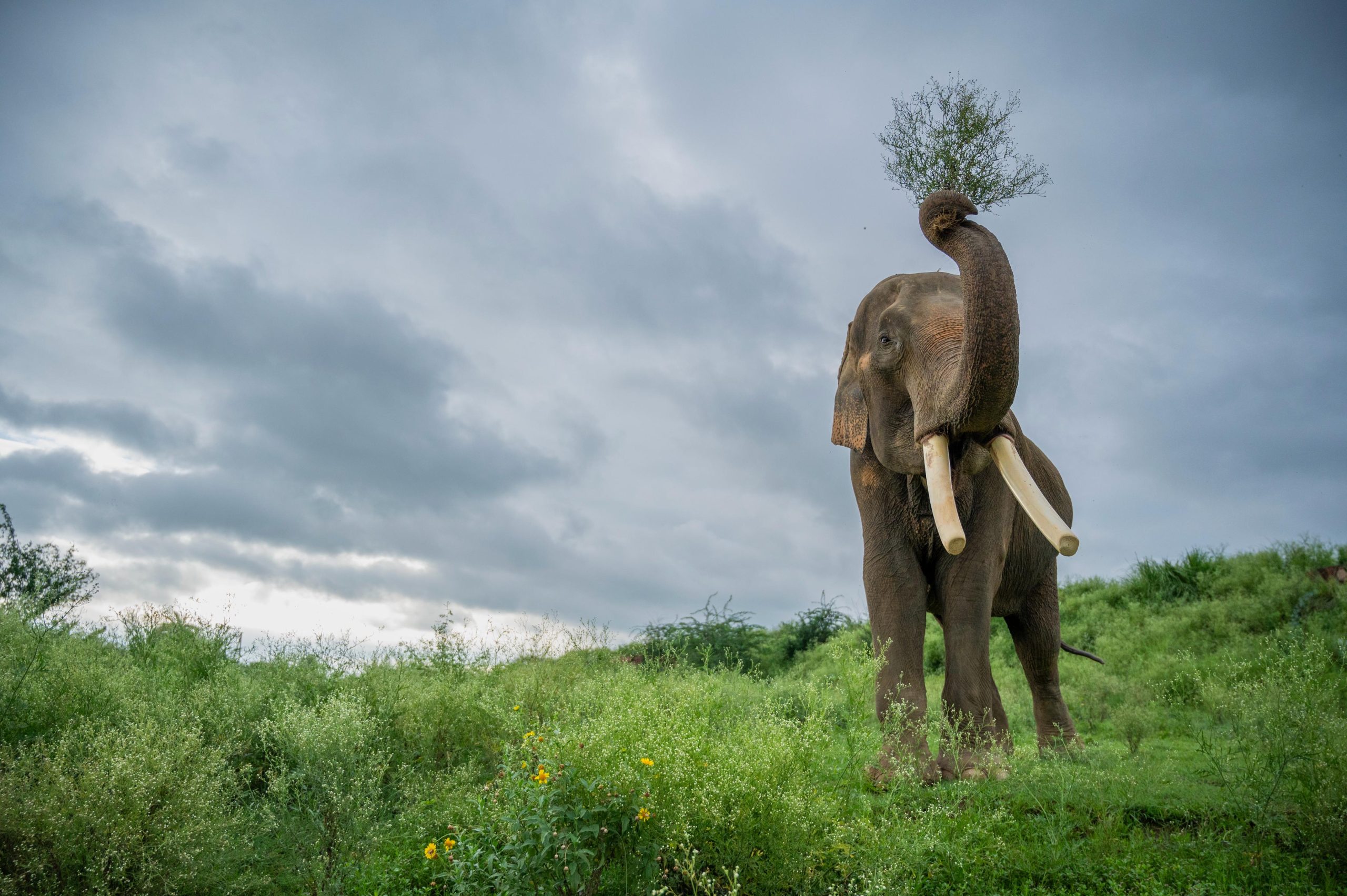 The Power Of Touch For Animals - Wildlife SOS