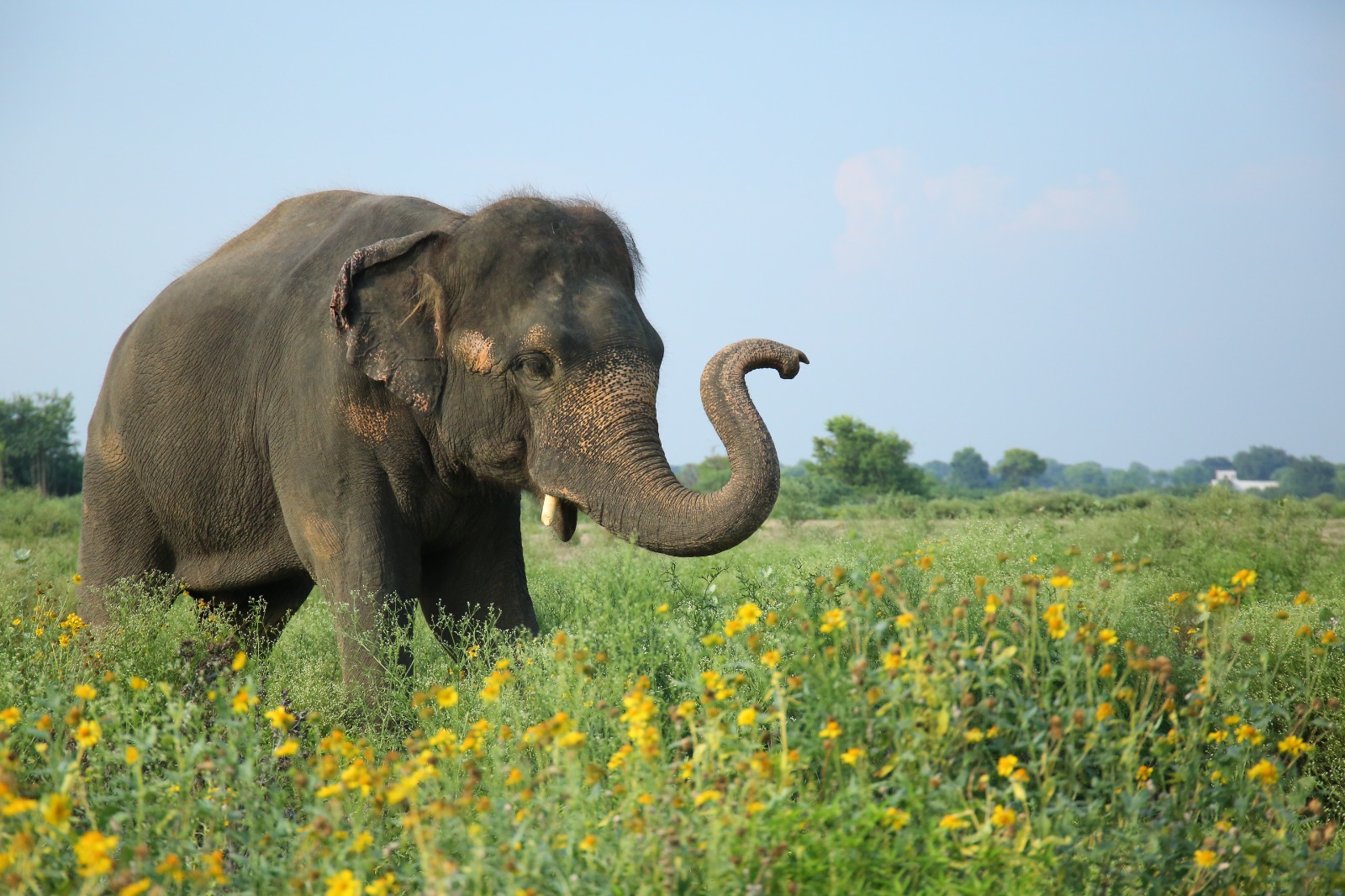 Trunk Tales: A Warm-Hearted Hello To Wally! - Wildlife SOS