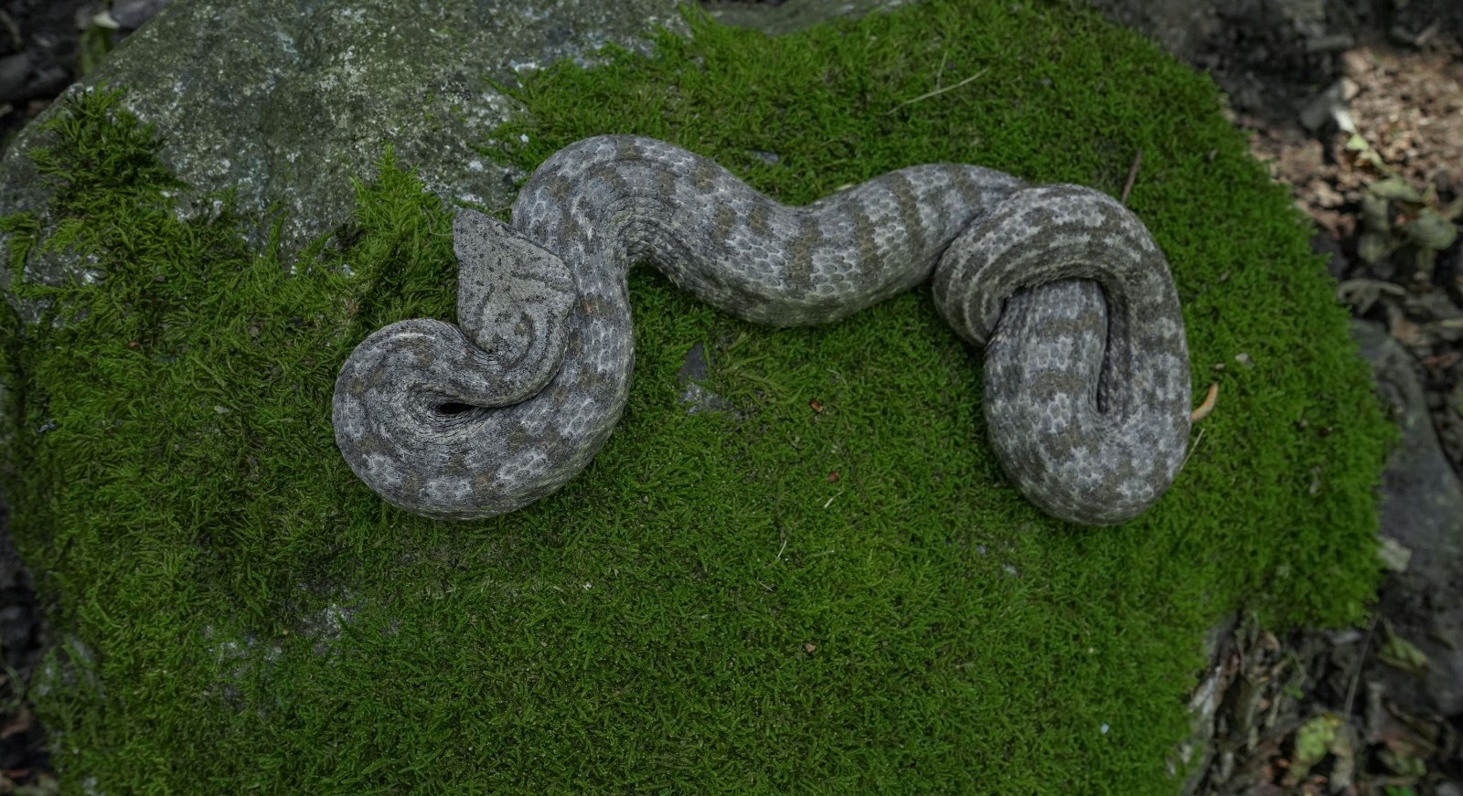 Things You Didn’t Know About: Levantine Vipers - Wildlife SOS