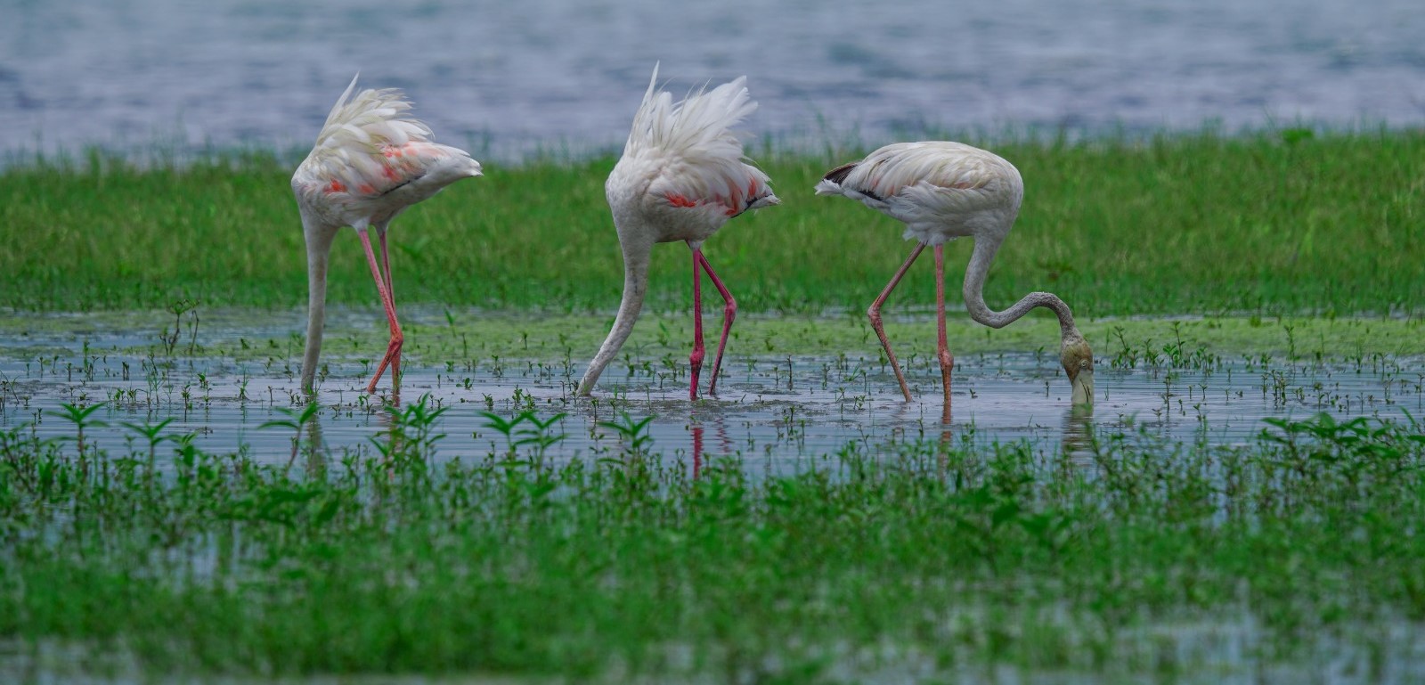 Things You Didn’t Know About: Flamingos - Wildlife SOS