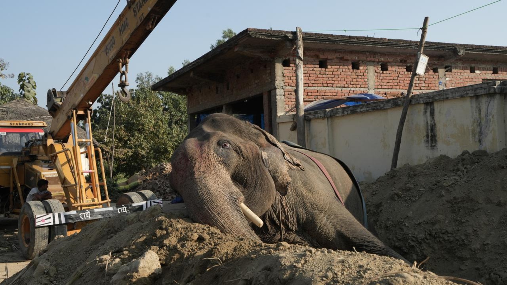 From The Field: The Race To Save Manu, A Begging Elephant - Wildlife SOS