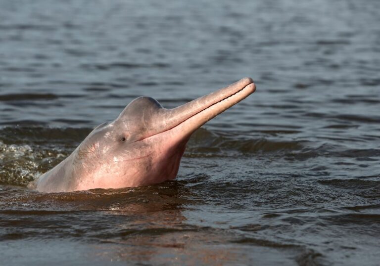 When Rivers Breathe, Life Thrives - Wildlife SOS