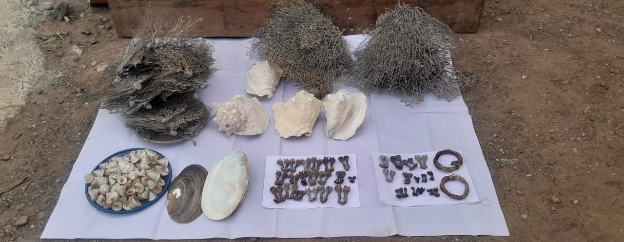 Things You Didn’t Know About: Seashells - Wildlife SOS