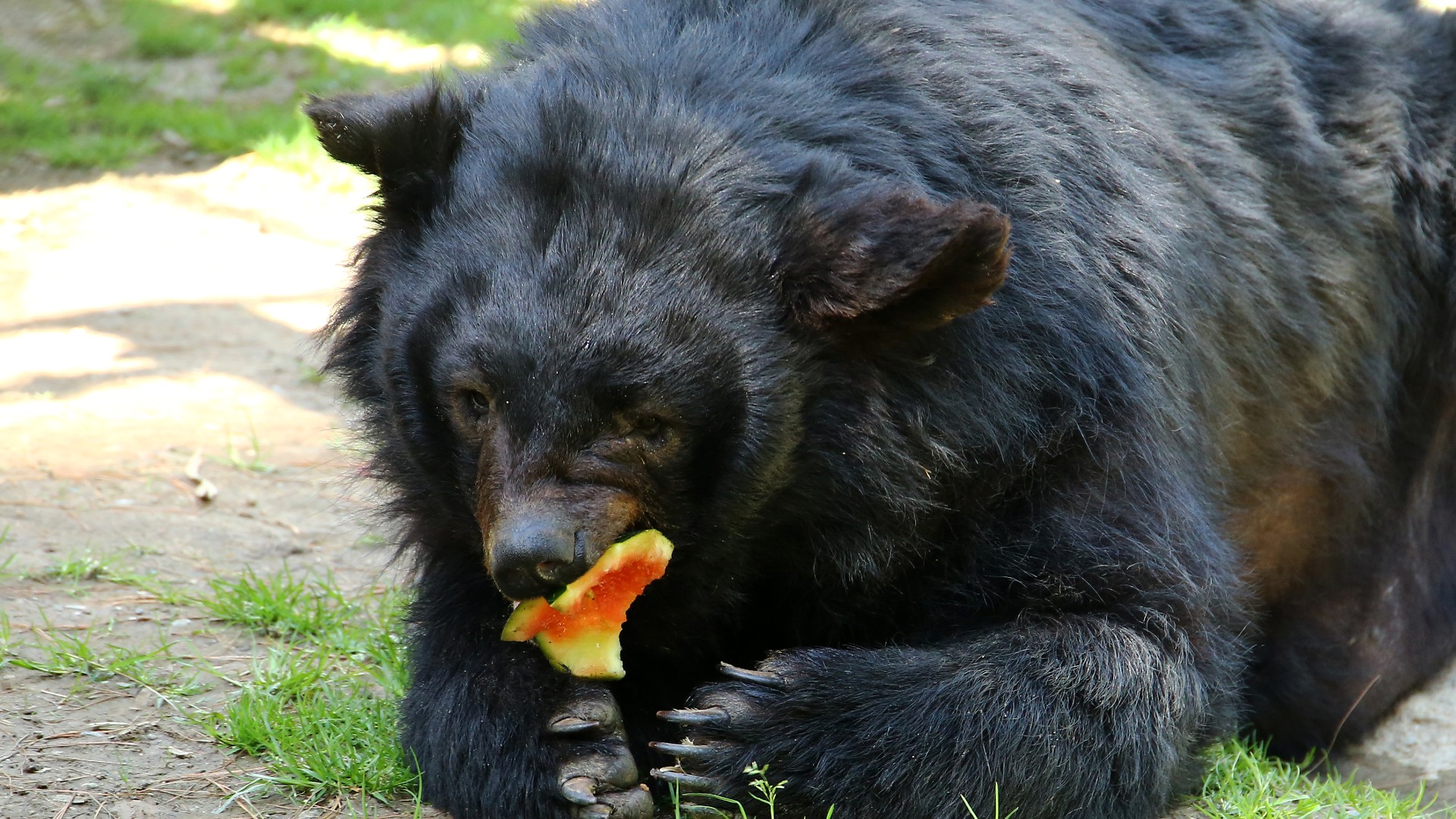 Bear Of The Month - Zara - Wildlife SOS