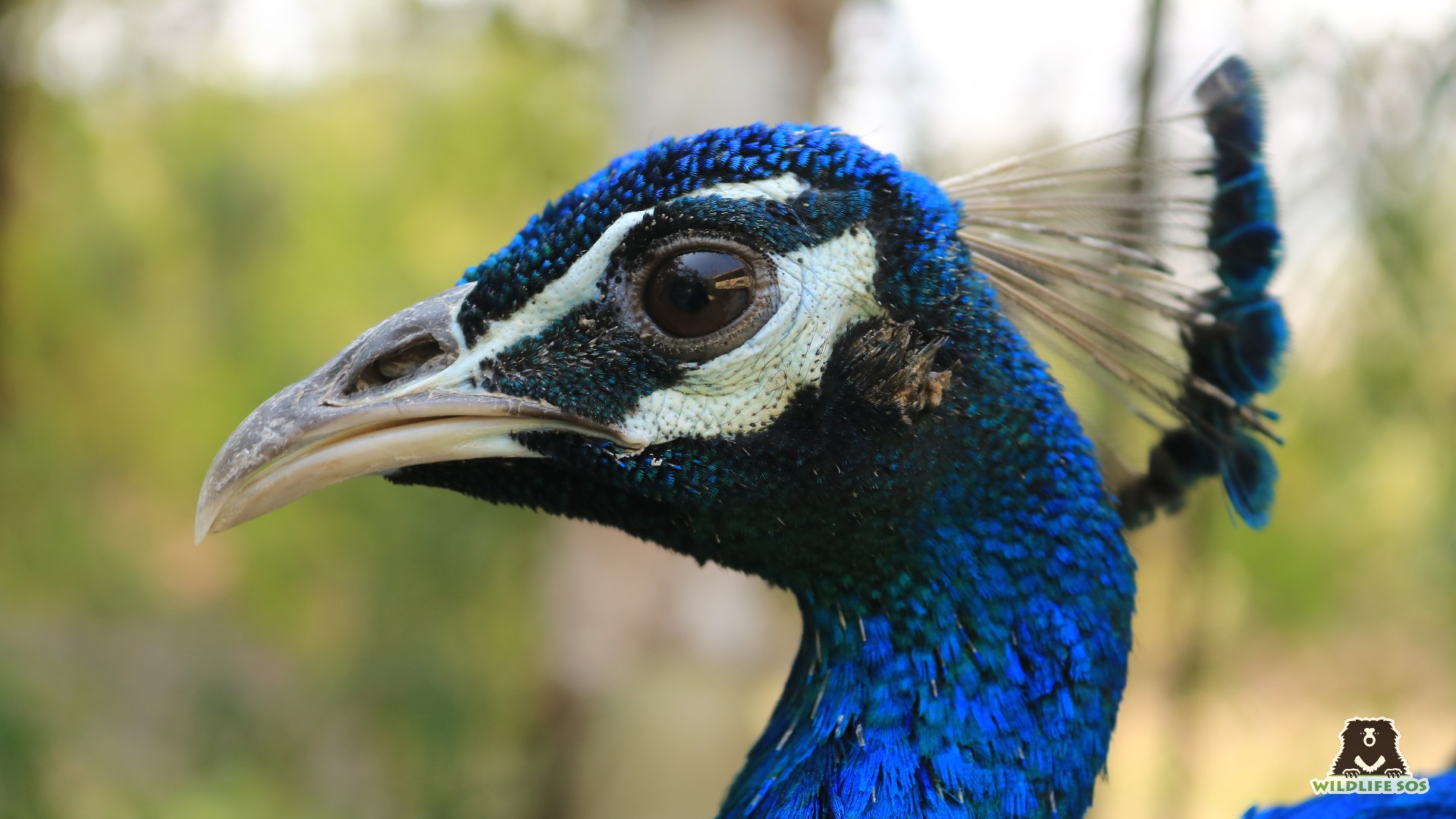 Sick Peacock Receives Treatment in Maharashtra - Wildlife SOS