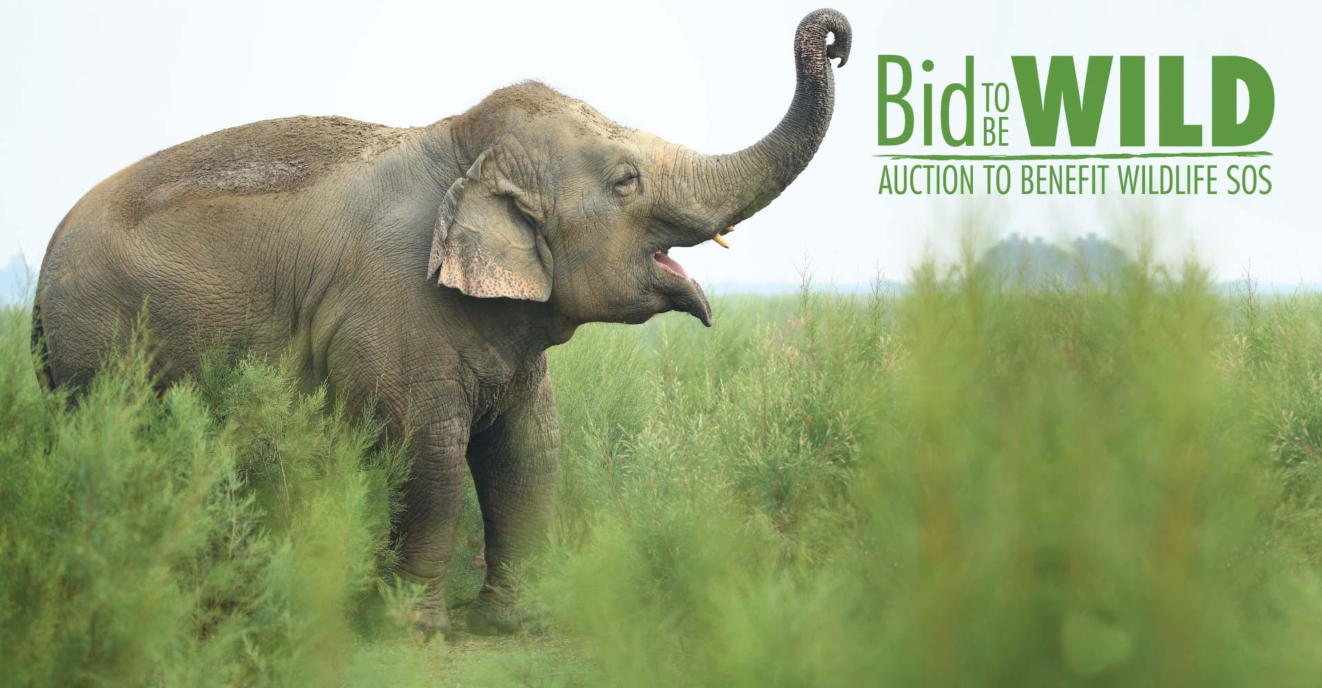 9th Annual “Bid To Be Wild” Online Auction April 25 – May 6 - Wildlife SOS