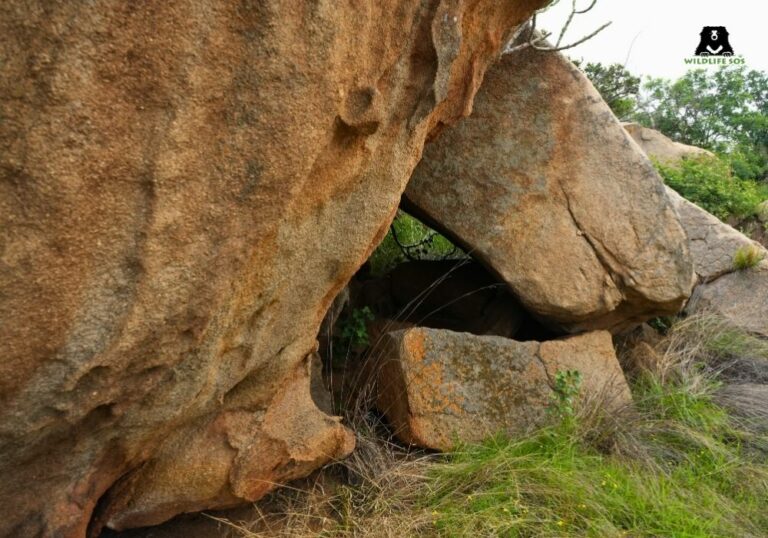 Why Sloth Bear Need Dens - Wildlife SOS