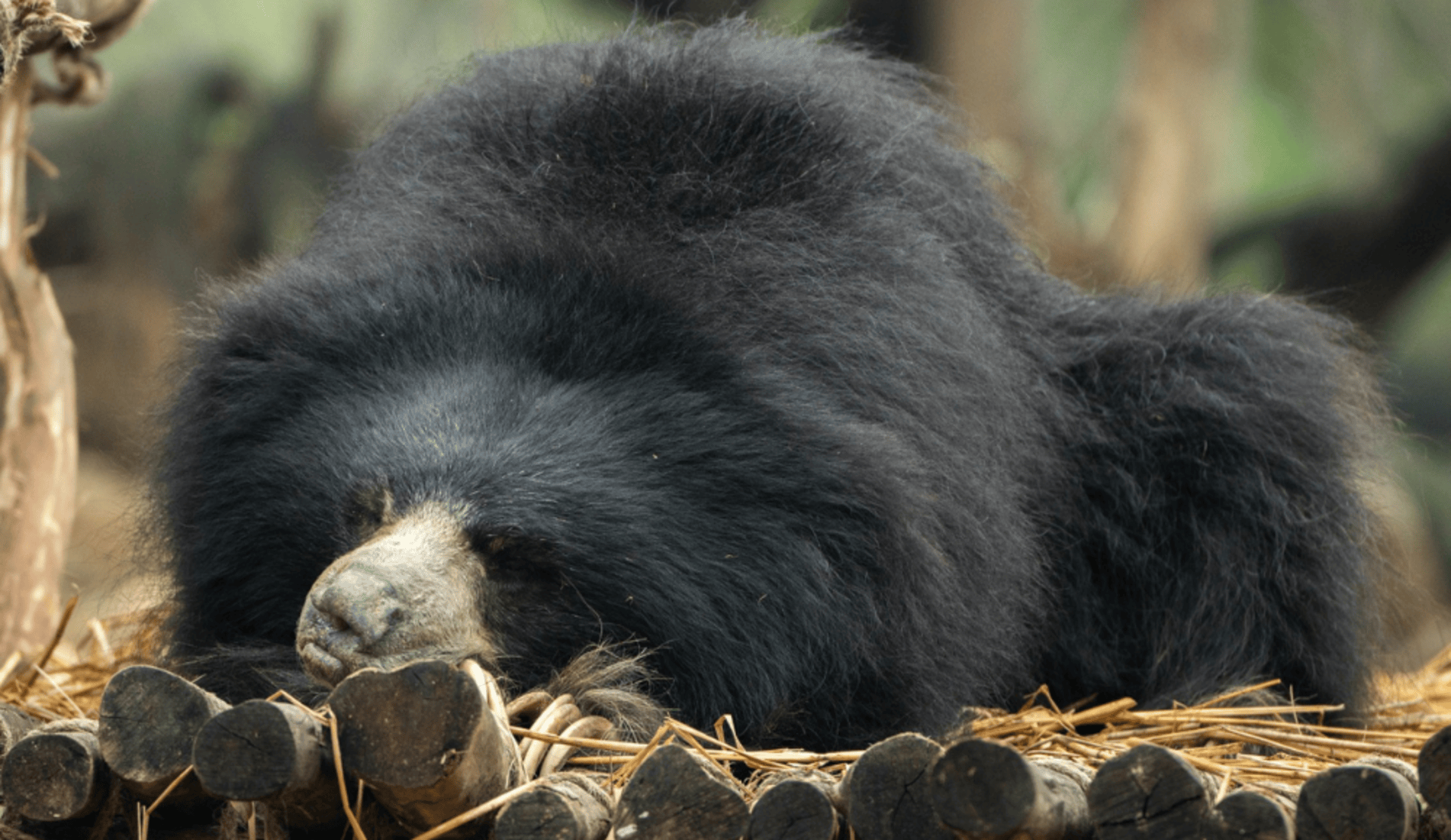 Hibernation: Wildlife In Sleep Mode - Wildlife SOS
