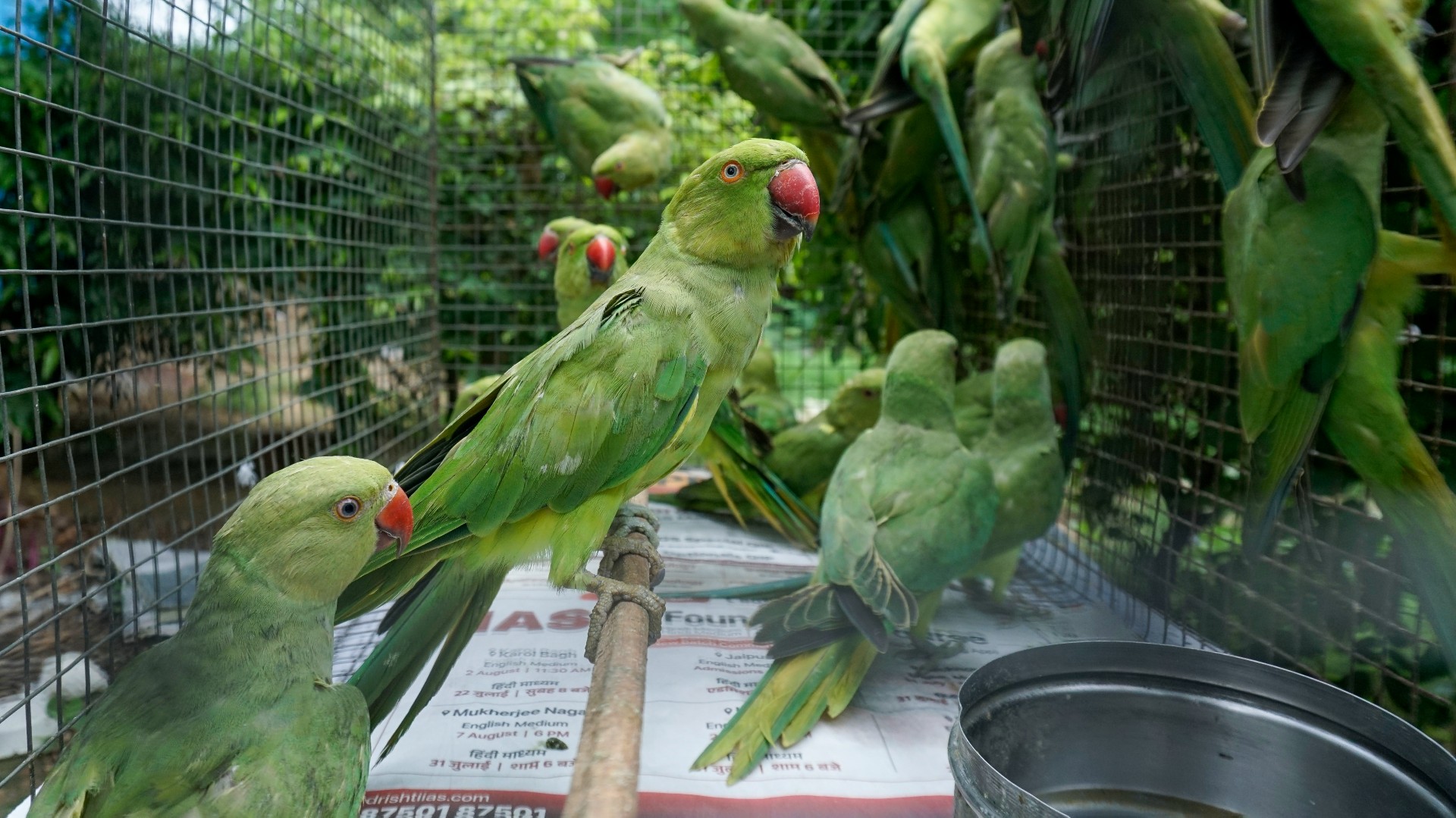 Crackdown On Illegal Wildlife Trade As Birds And Langurs See Freedom ...