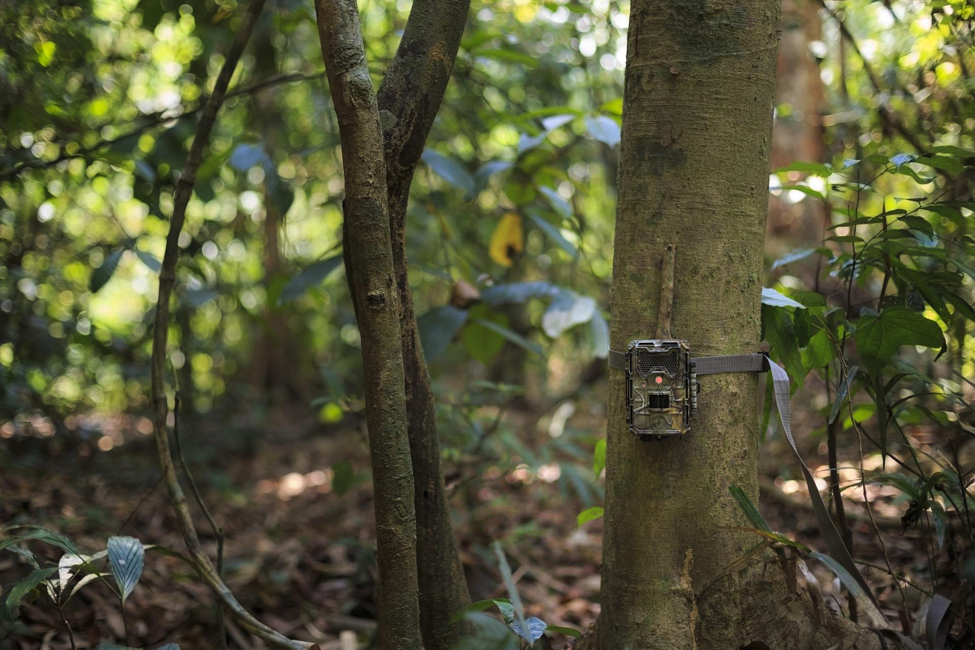 Viewing The Wild With Camera Traps - Wildlife SOS