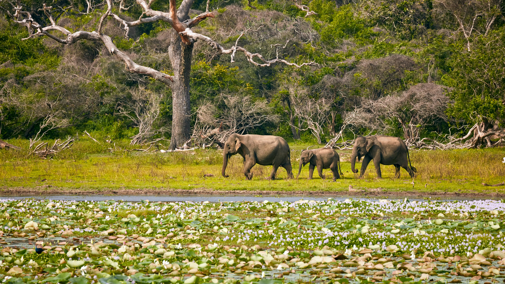 The Language Of Conservation, Simplified! - Wildlife SOS
