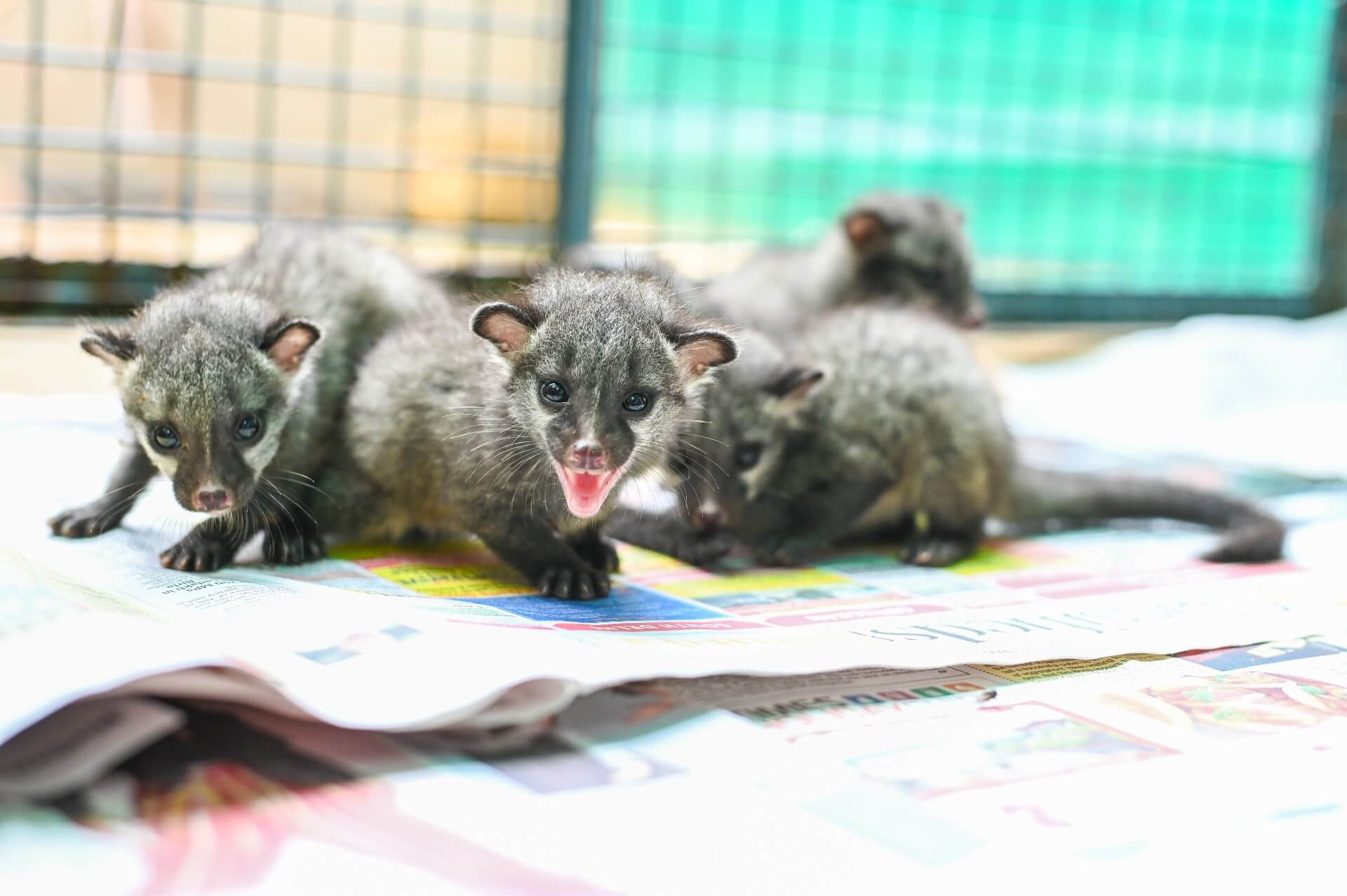 Orphaned Baby Civets Rescued by Wildlife SOS - Wildlife SOS