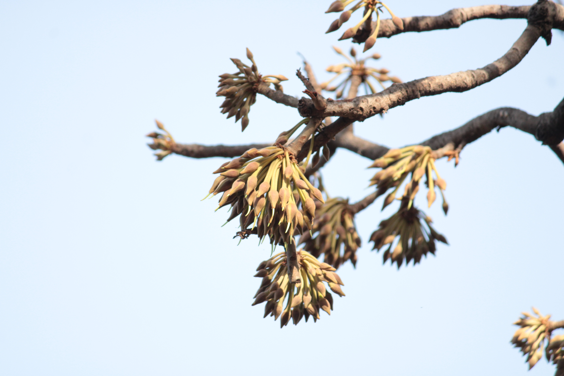 Mahua: India’s Most Intoxicating Tree Attracts Man And Animal ...