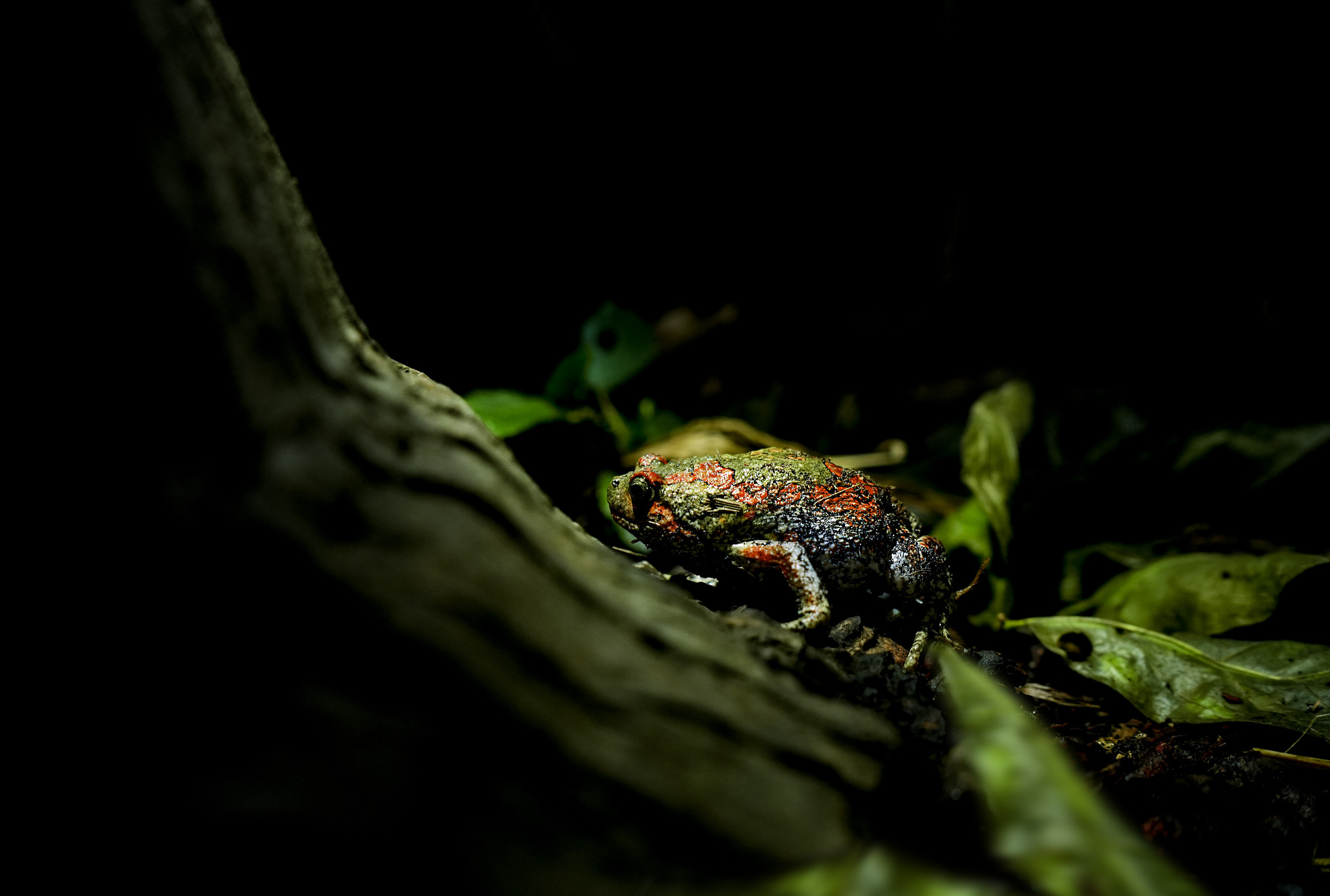 Aposematism: Warnings Of The Wild - Wildlife SOS