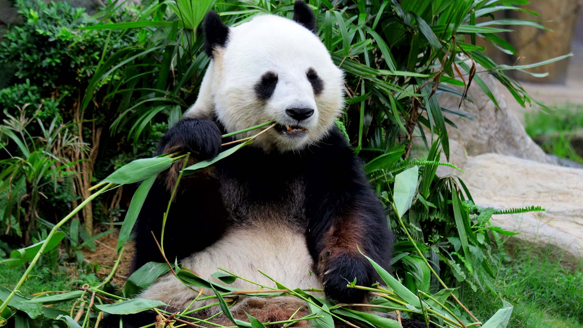 Sloth Bears Or Giant Pandas: Which Is The Most Unique Bear? - Wildlife SOS