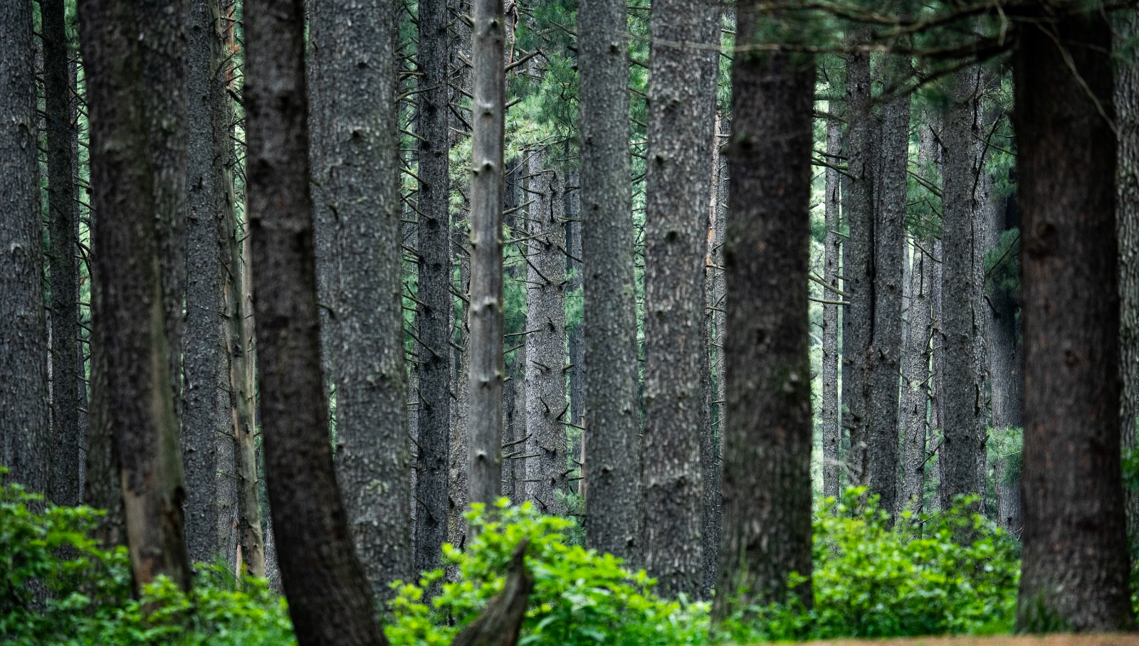 The Sloth Bear Habitat - Wildlife SOS