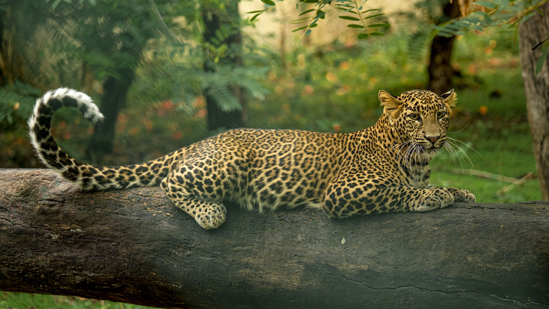Where Are The Leopards Headed In Kashmir? - Wildlife SOS
