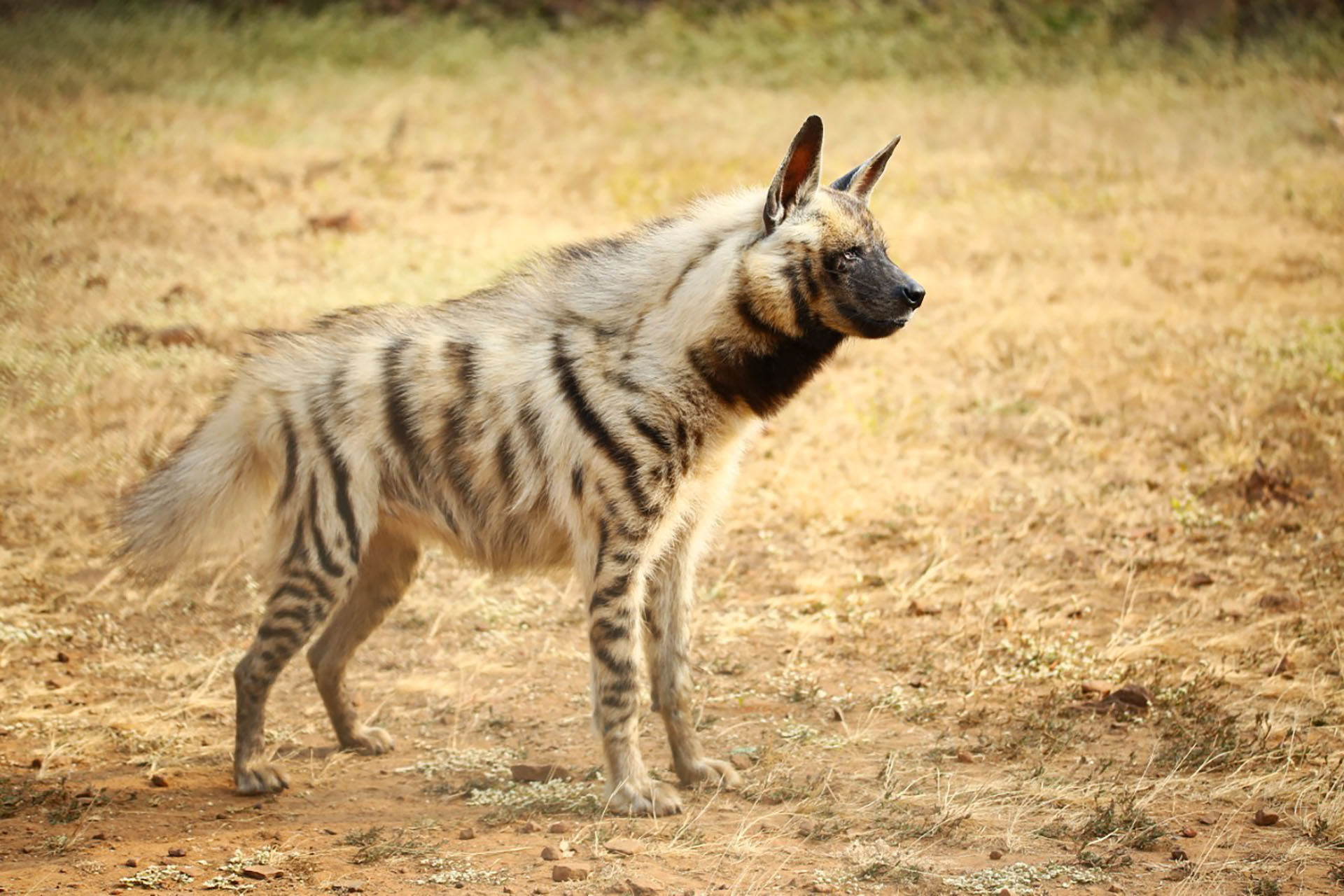 Driving Away India’s Wildlife: Striped Hyena Struggles for Life After ...