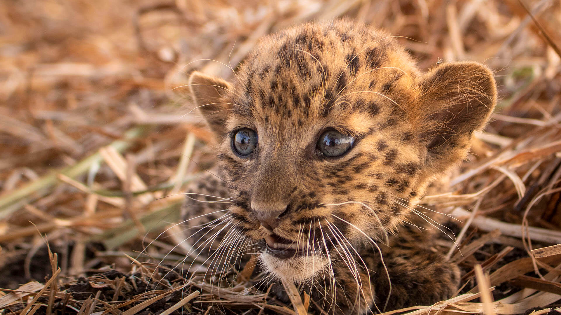 The Beautiful Bond Between Animals And Their Offspring - Wildlife SOS