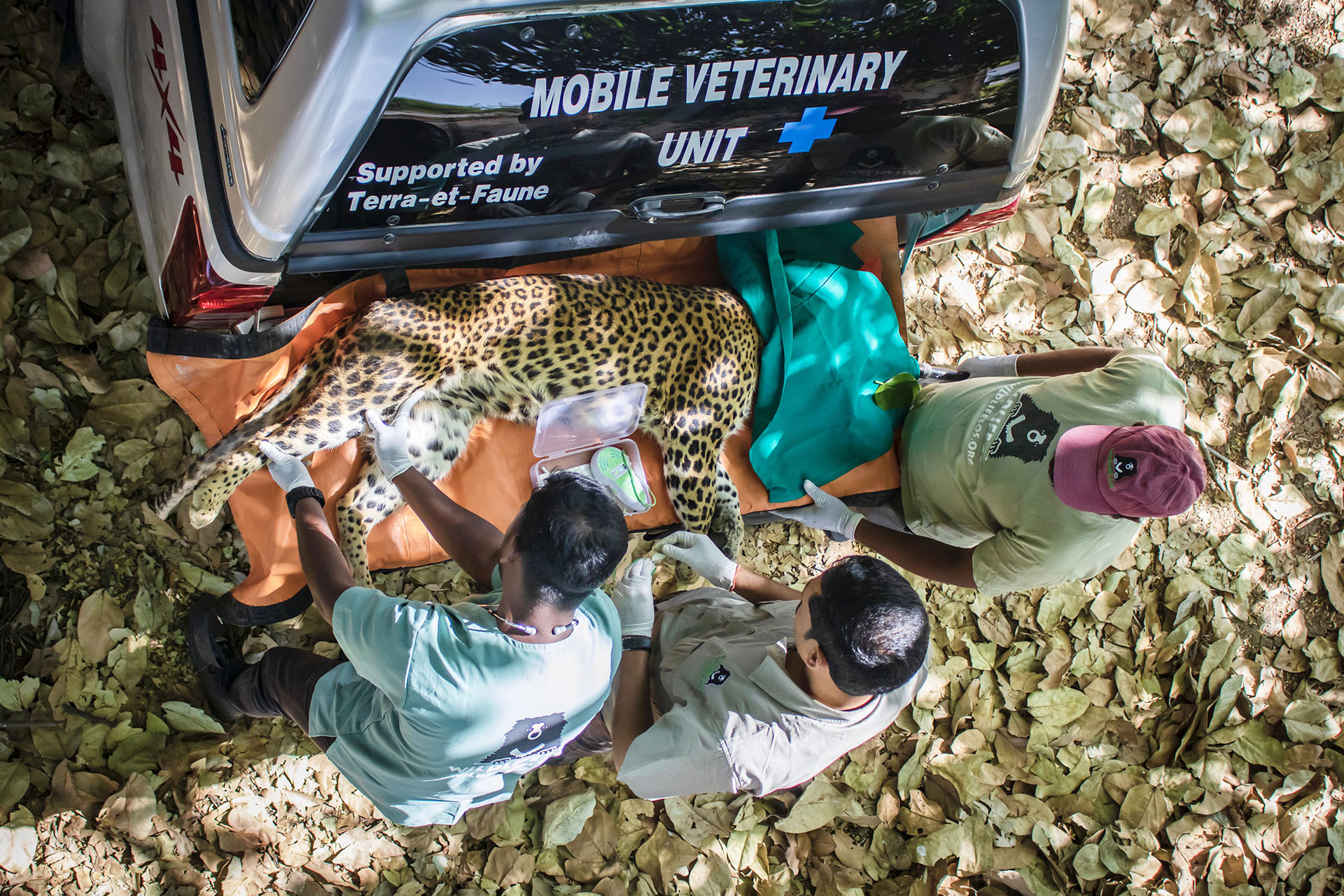 Wildlife SOS Renders Off-Site Treatment To Injured Animals - Wildlife SOS