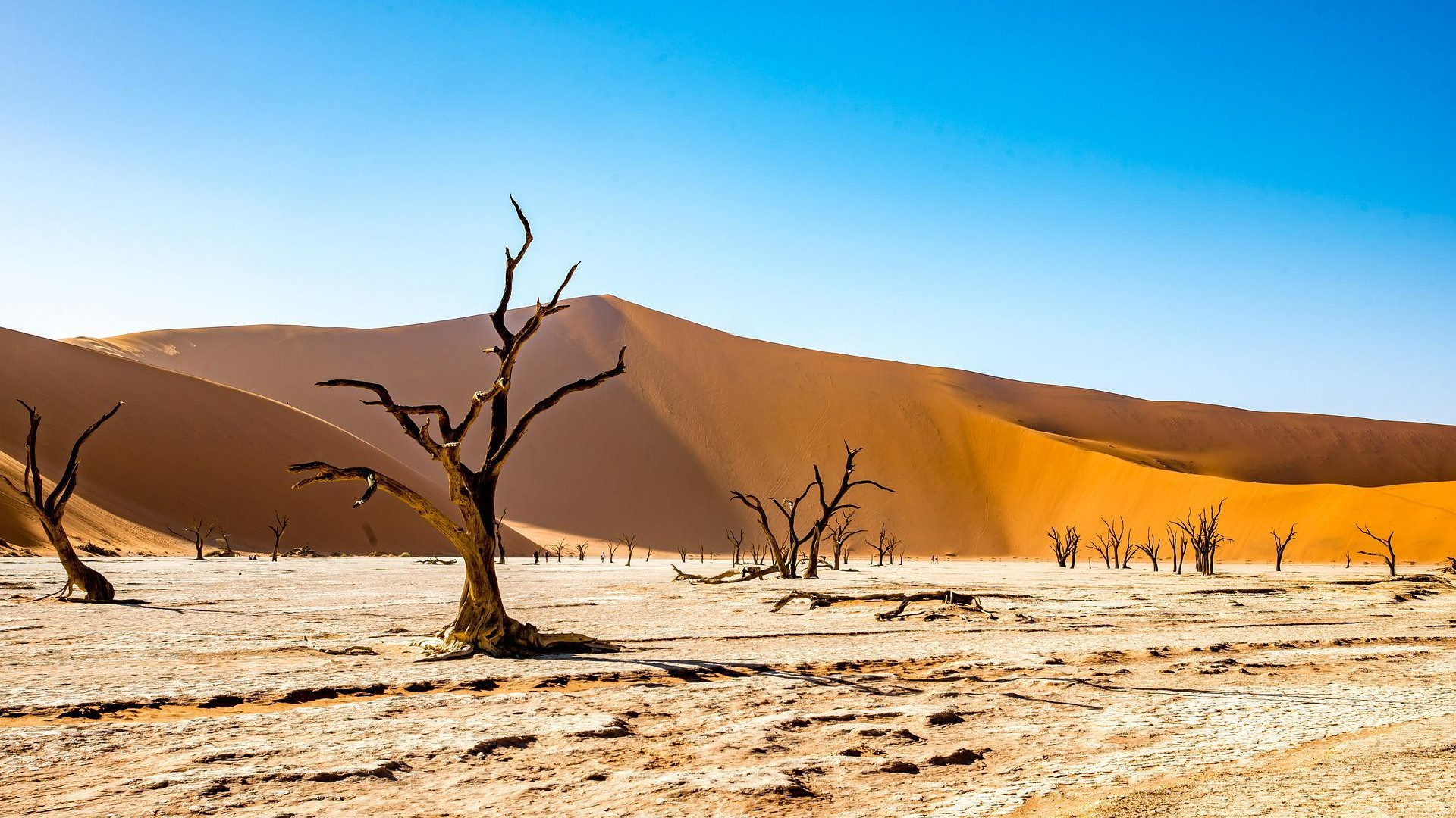 Desertification And Drought: A Pandora’s Box - Wildlife SOS