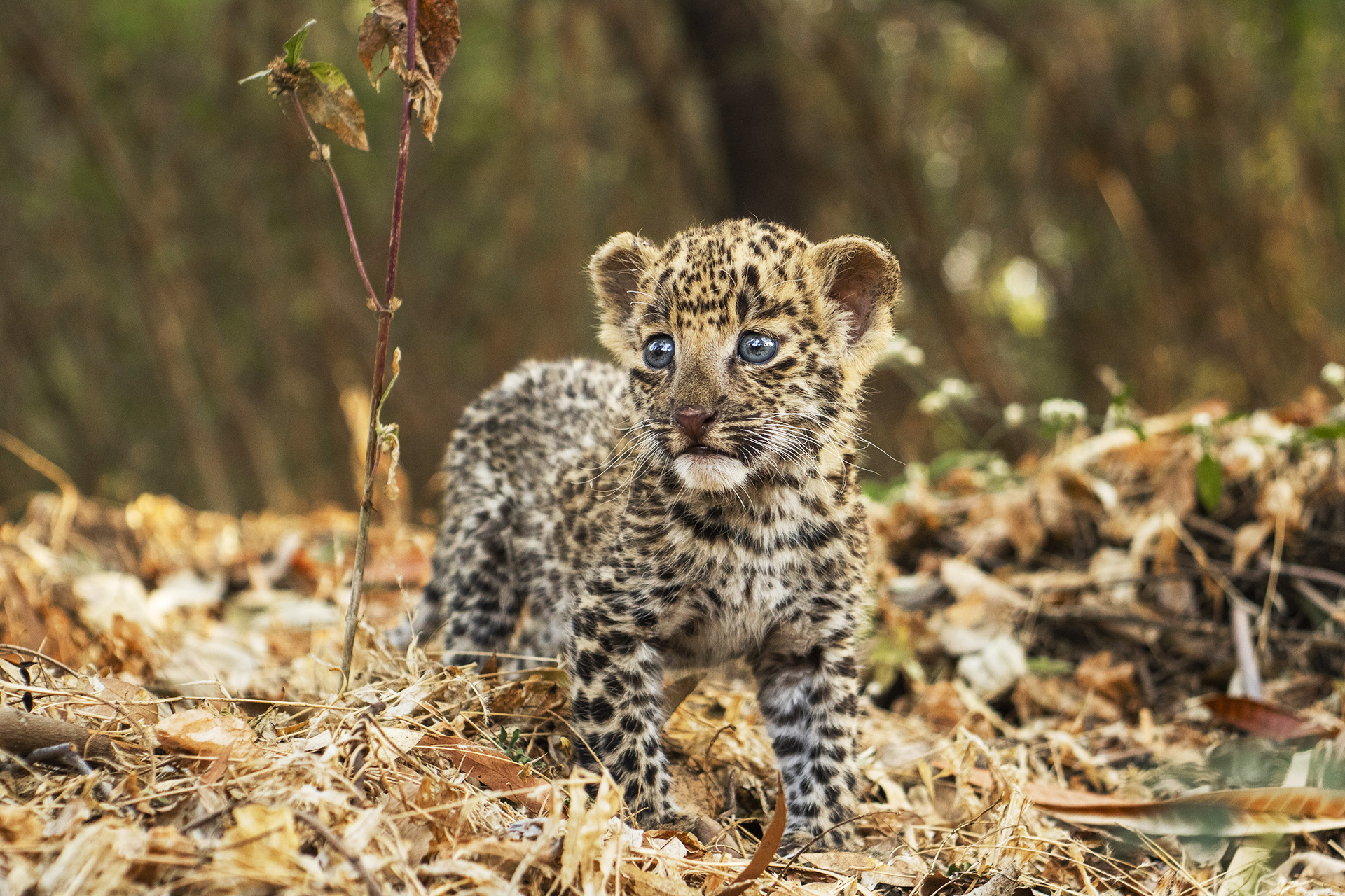 World Leopard Day 2022: The Story of a Cub named Simba - Wildlife SOS