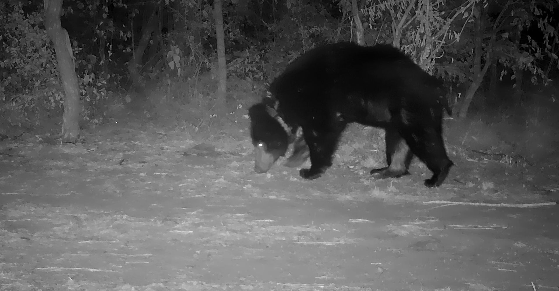 GPS Collars And Studies On Sloth Bears - Wildlife SOS