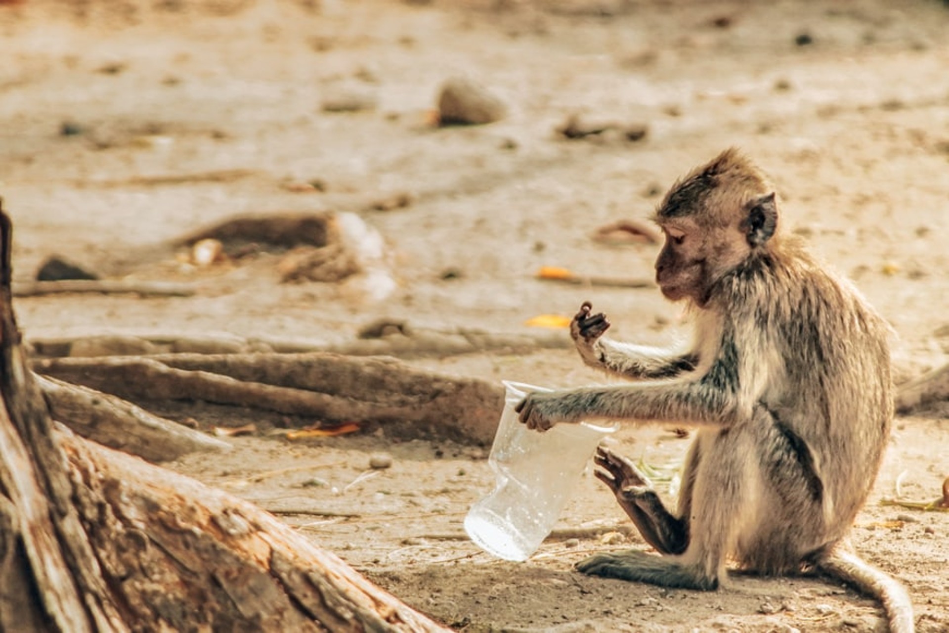 Wildlife And Its Unpleasant Relationship With A World Of Waste ...