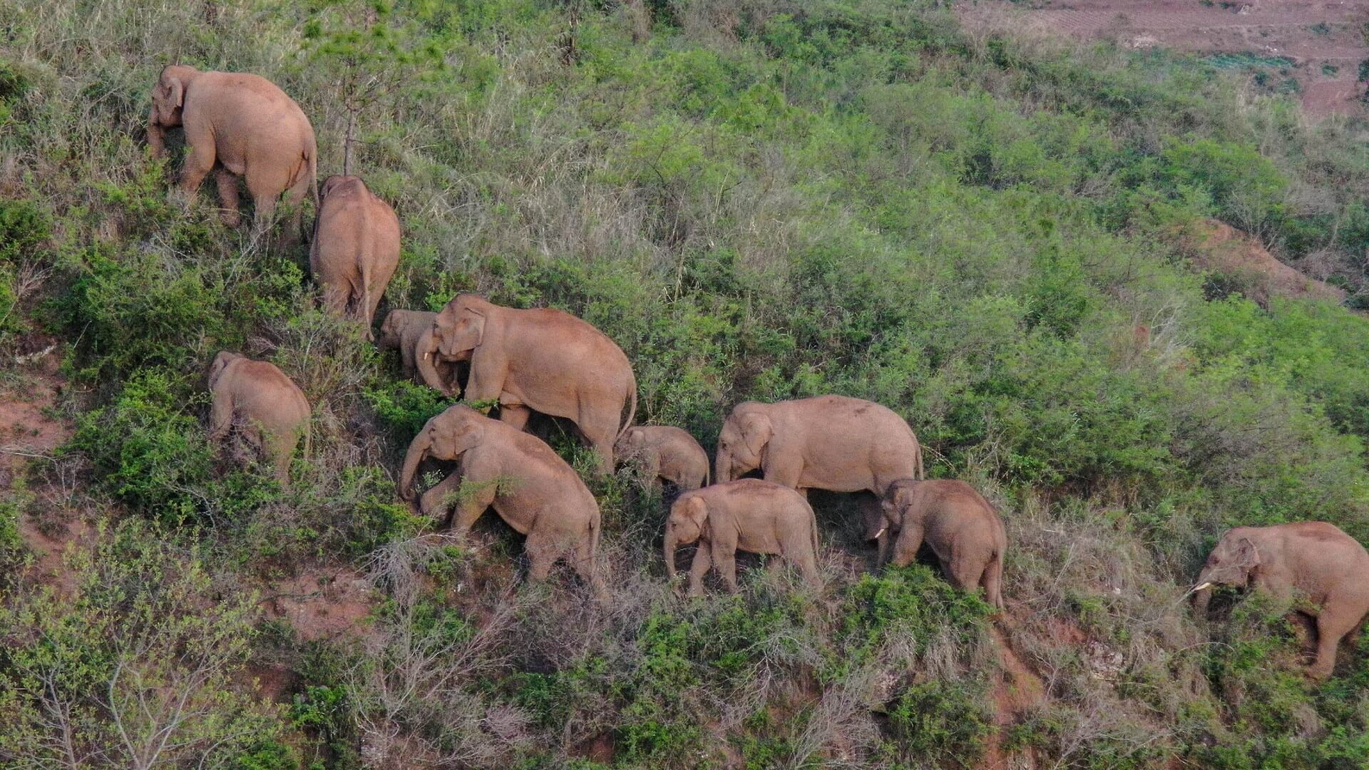 Wild Perspective: Helping Captive Elephants’ Wild Cousins - Wildlife SOS