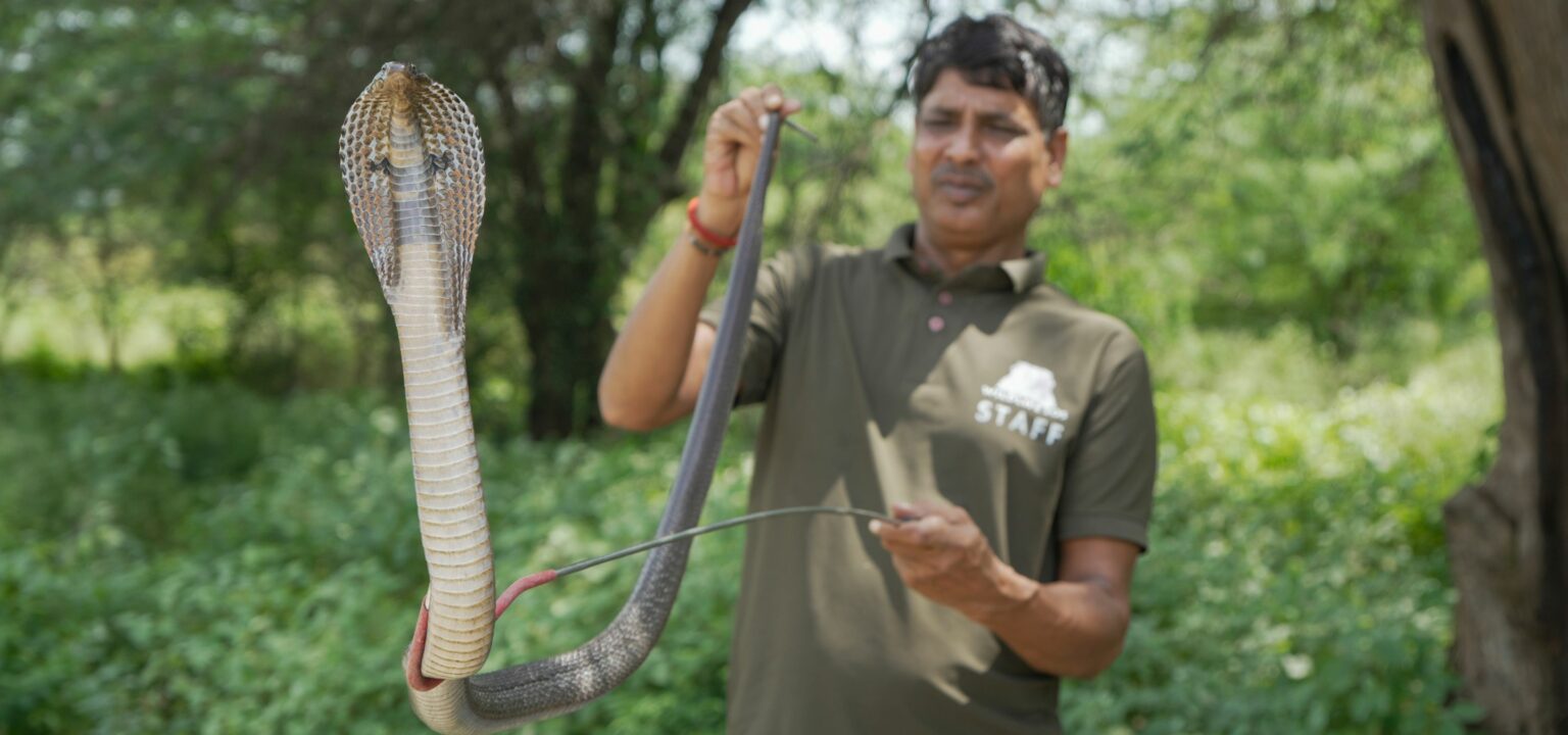 Meet The Monitor Lizards Of India - Wildlife SOS