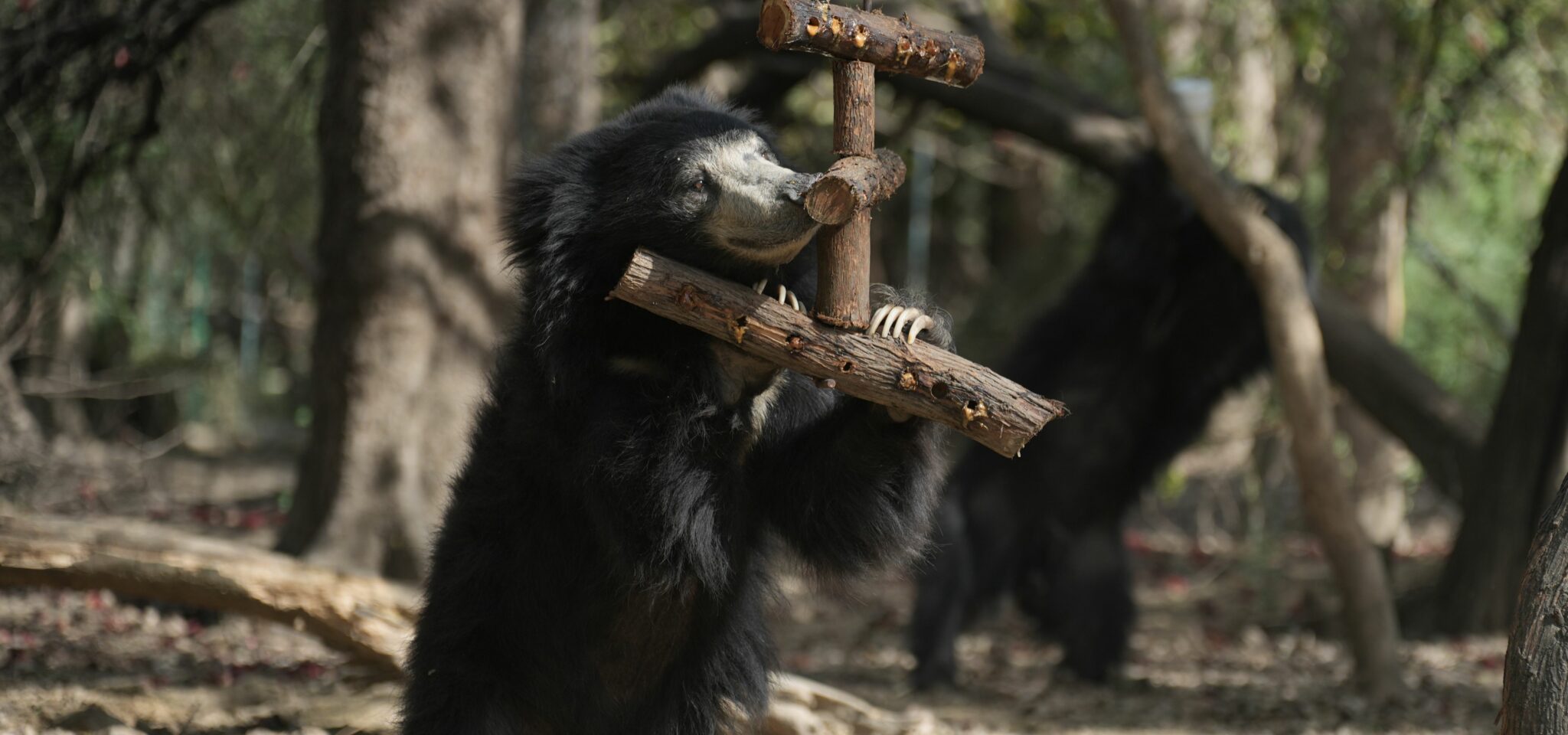 Hand-Rearing Baby Monkeys: Abu-Zoey's Life At Wildlife SOS - Wildlife SOS