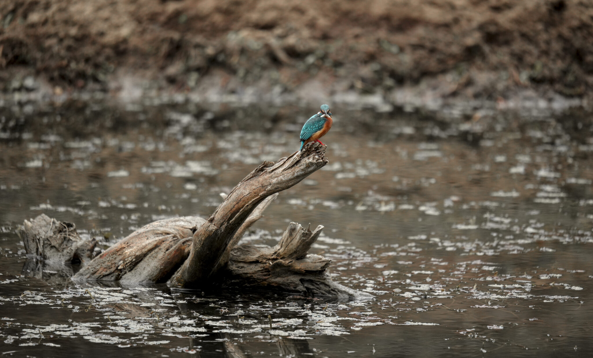 Stripes, Spots And Rosettes: Understanding Feline Fur Patterns ...
