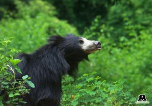 How Do Sloth Bears And Tigers Coexist? - Wildlife SOS tigers