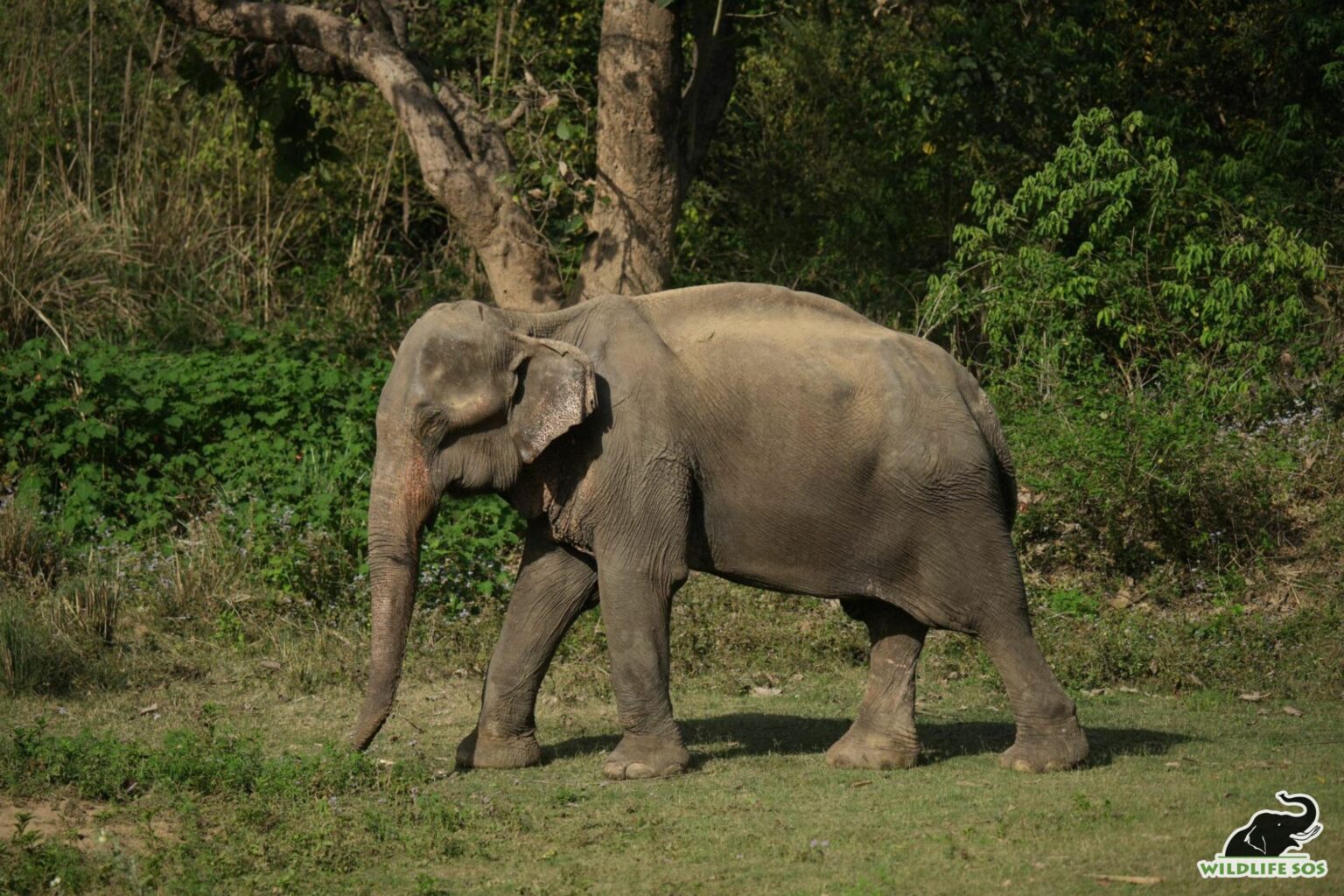 Trunk Tales: Eldest Elegant Elephant, Ella - Wildlife SOS