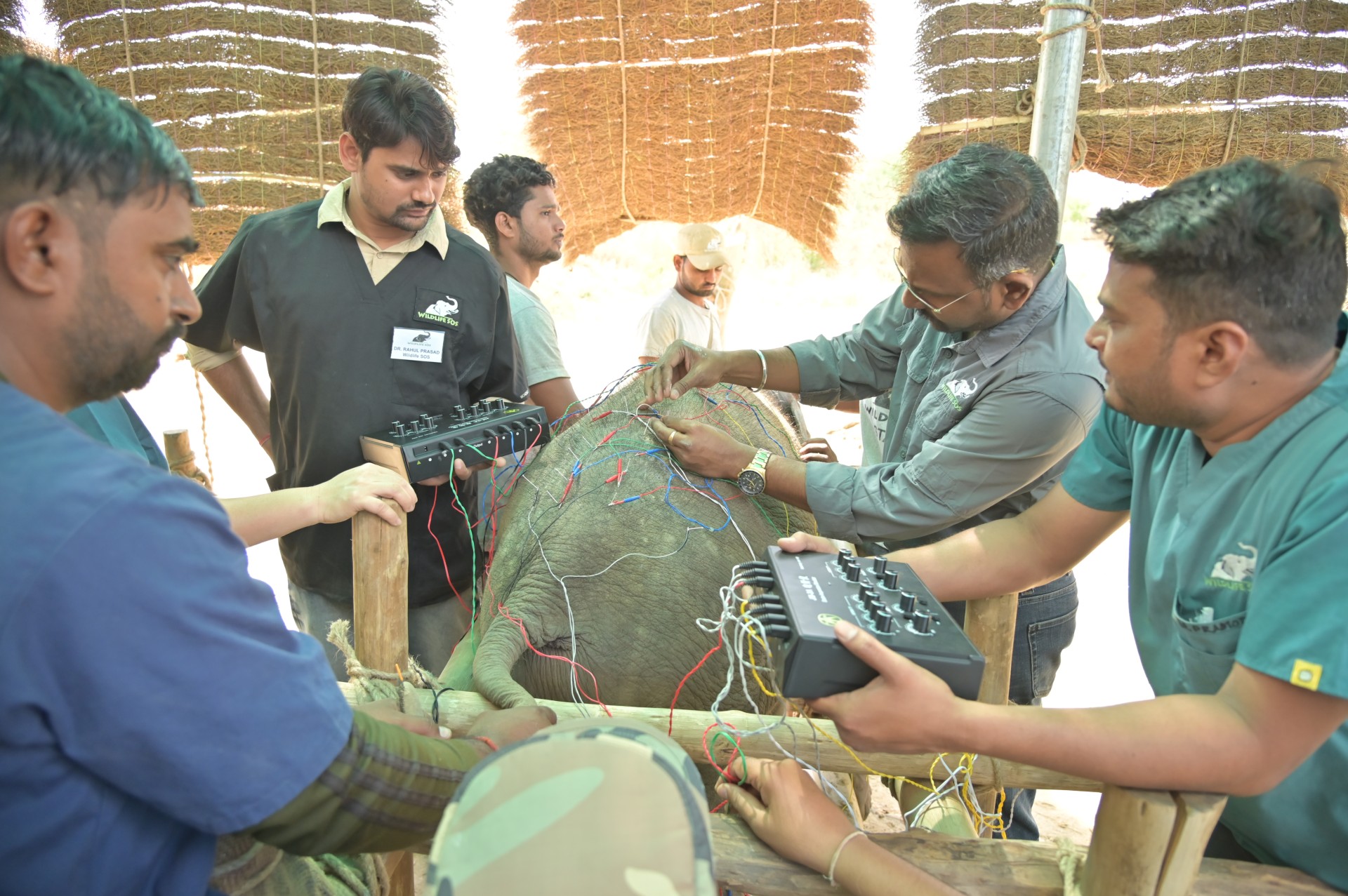 Integrating Acupuncture Into Elephant Treatment - Wildlife SOS
