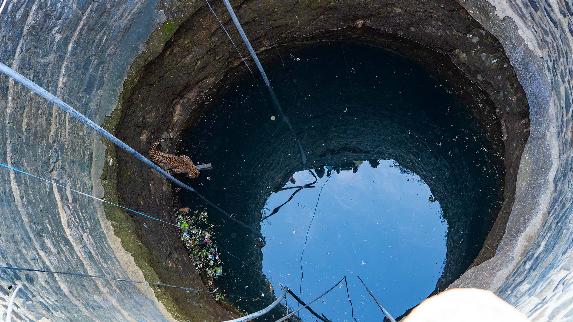 Aposematism: Warnings Of The Wild - Wildlife SOS