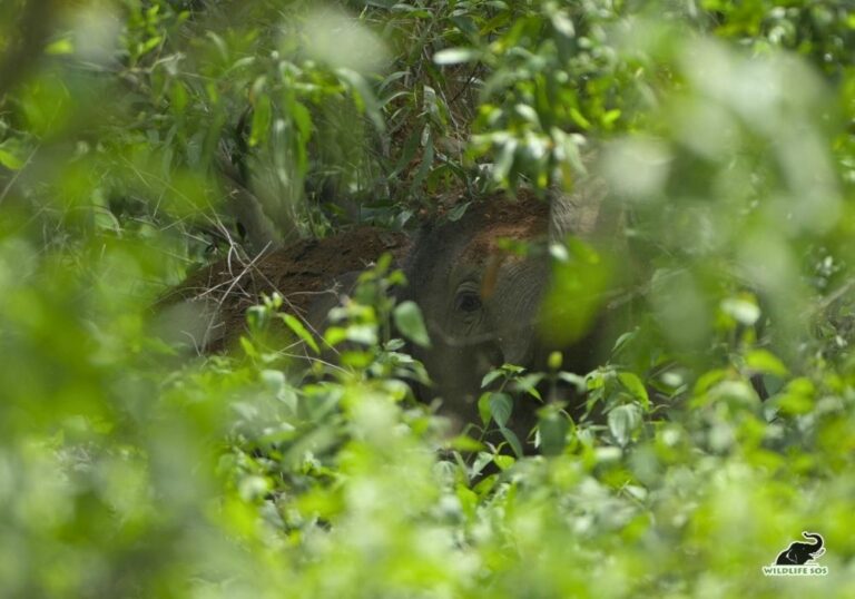 India’s Wild Elephants Are Disappearing At An Alarming Rate - Wildlife SOS