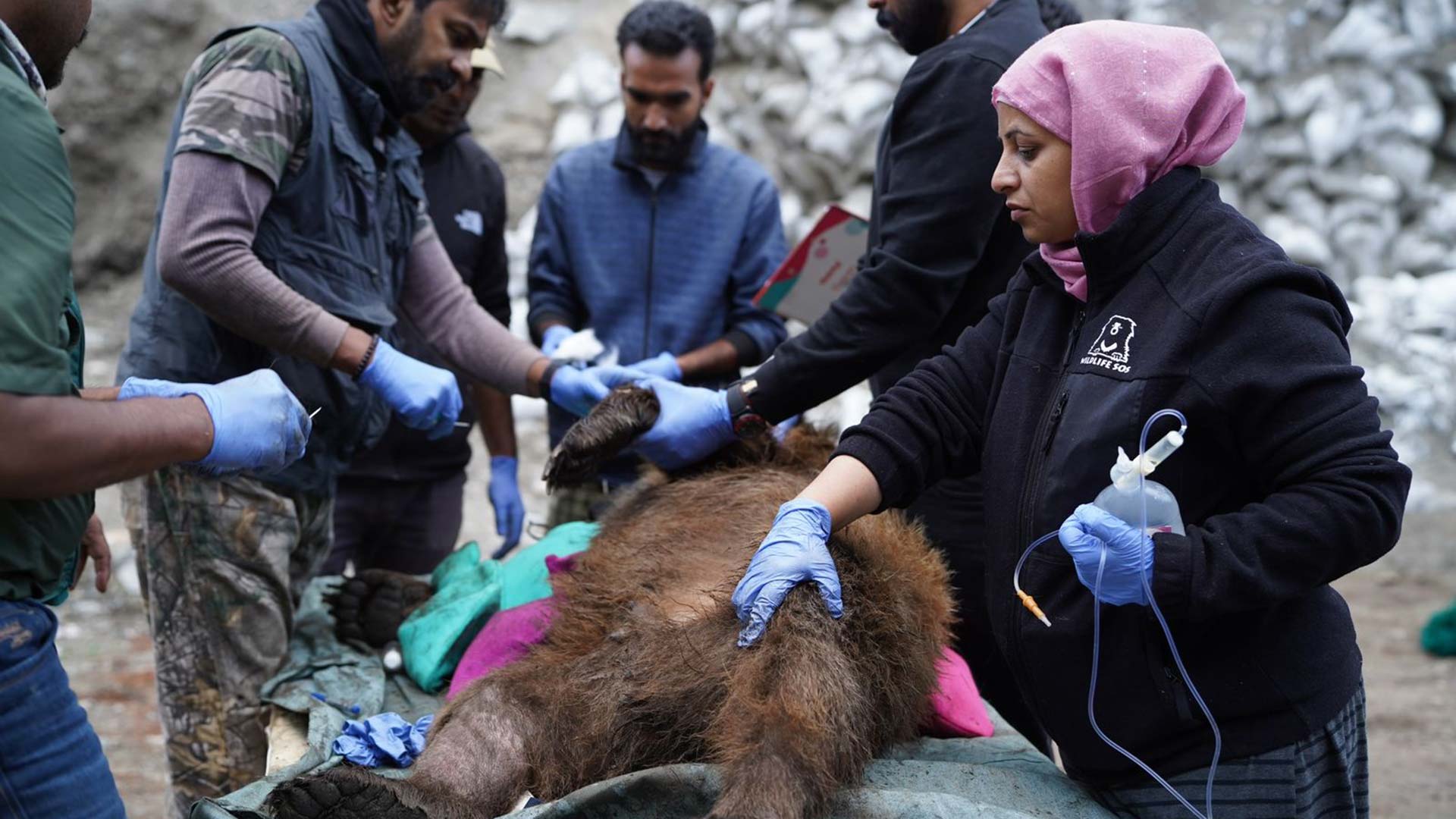 Close Encounters With The Indian Rock Python - Wildlife SOS