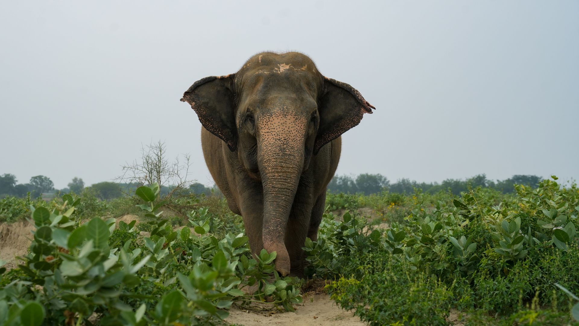 Tracing The Evolutionary History of Elephants - Wildlife SOS